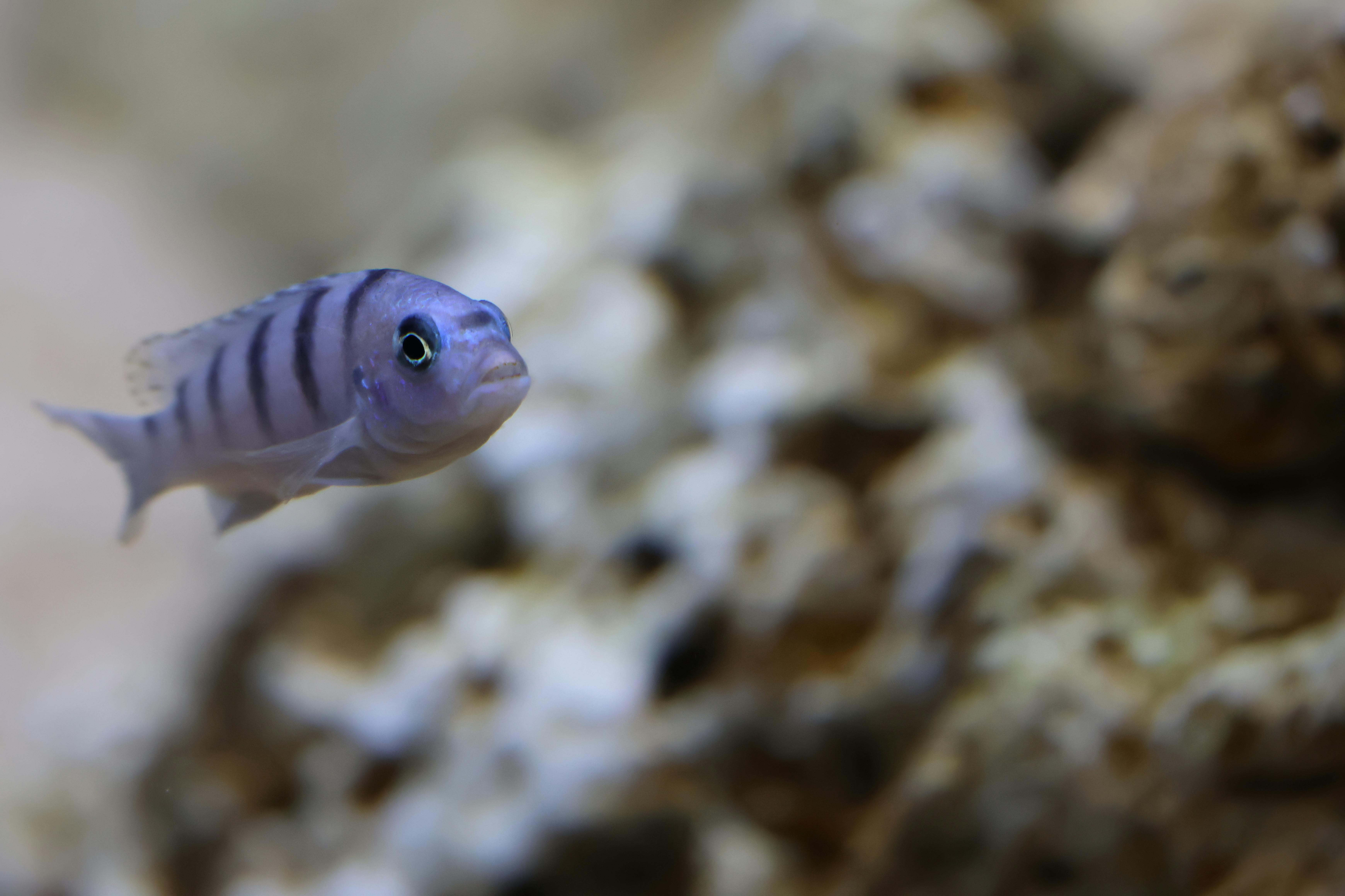 Close-up of a Blue Fish in Aquarium Scene · Free Stock Photo