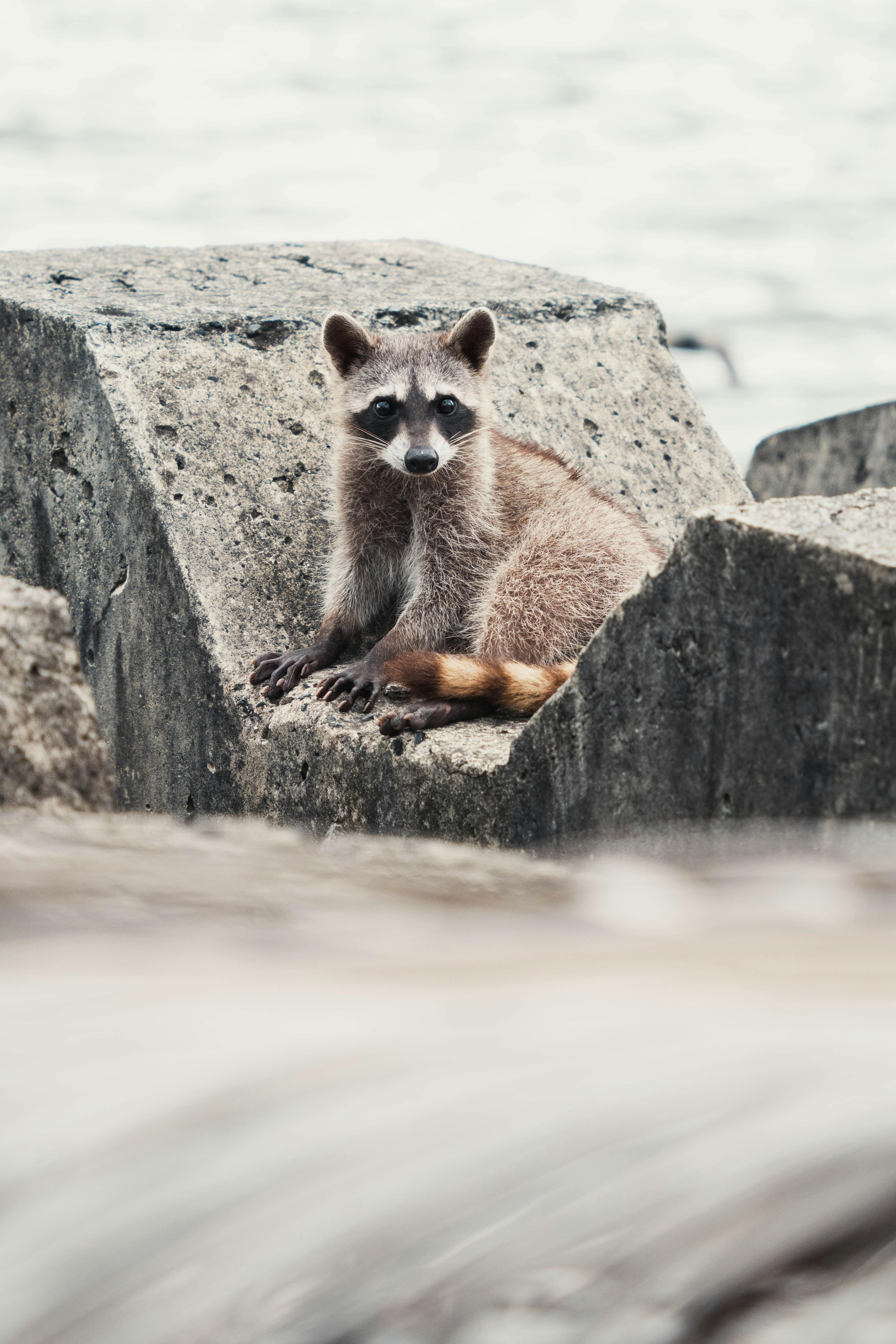 Raccoon Resting on Coastal Rocks by Ocean · Free Stock Photo