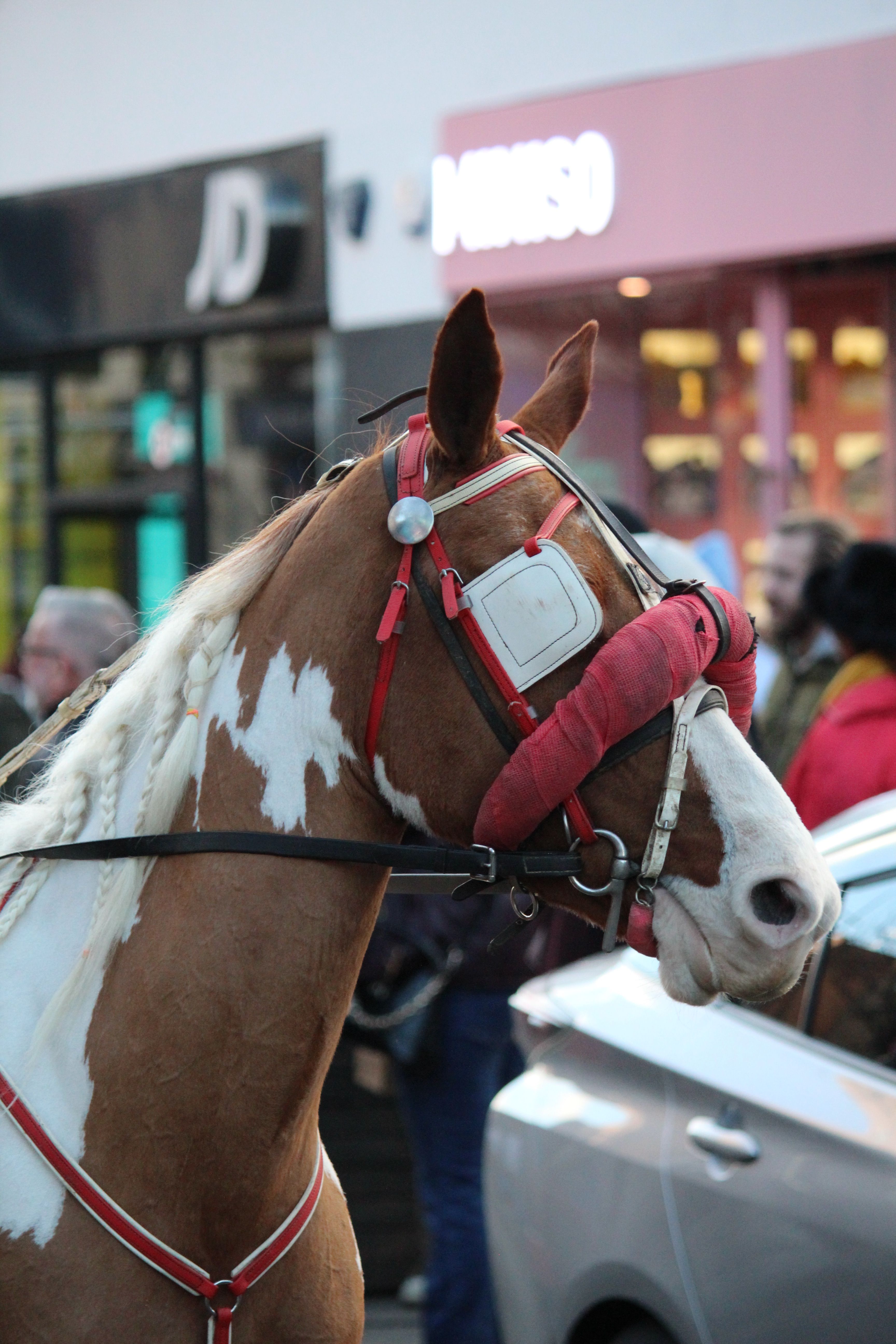 Paint Horse in Urban Street Setting · Free Stock Photo