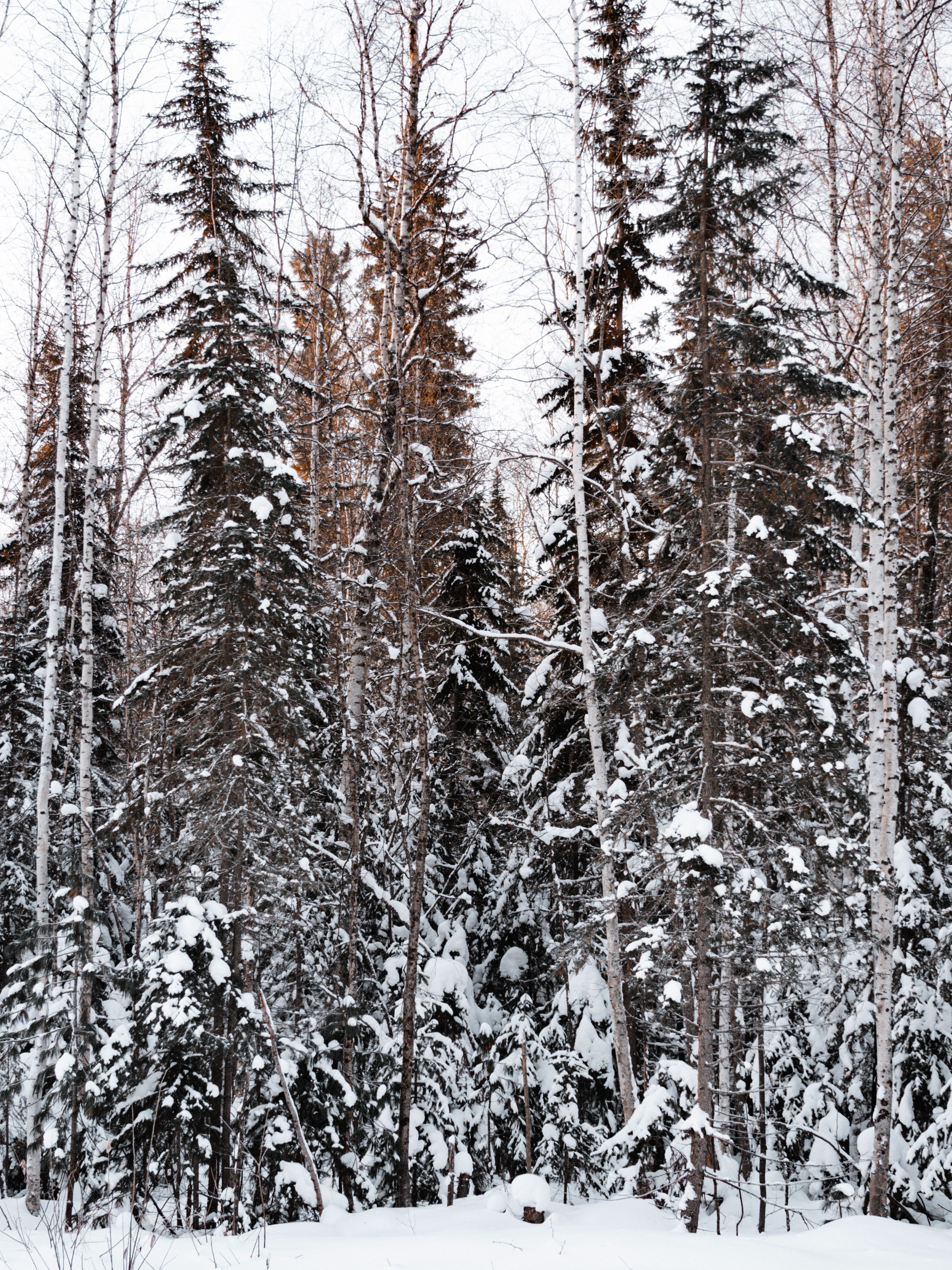 Snowy Siberian Forest in Winter · Free Stock Photo