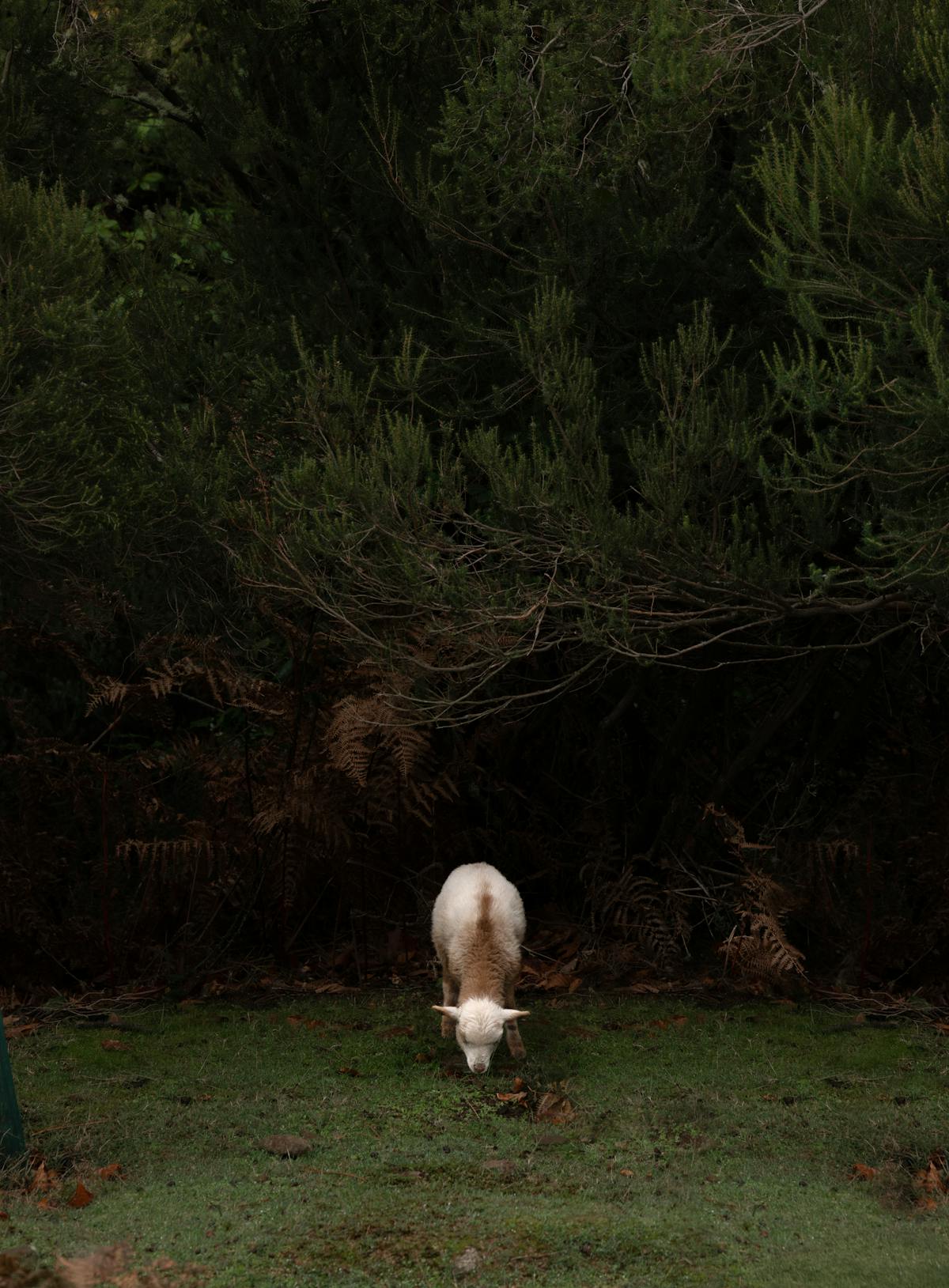 Sheep Animated Photos, Download The BEST Free Sheep Animated Stock ...