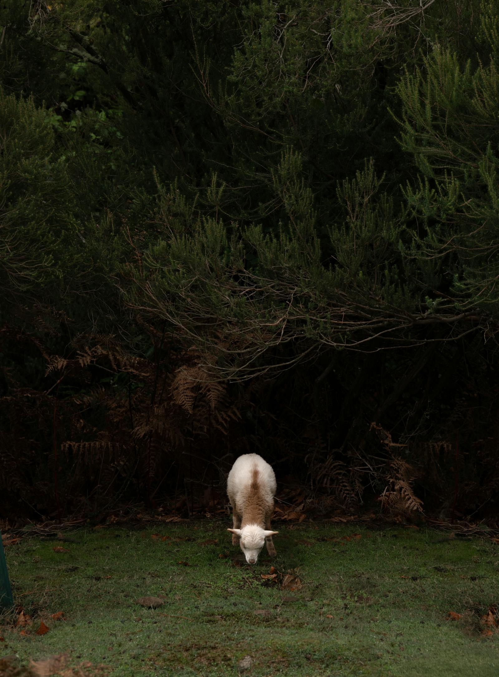 Sheep Animated Photos, Download The BEST Free Sheep Animated Stock ...