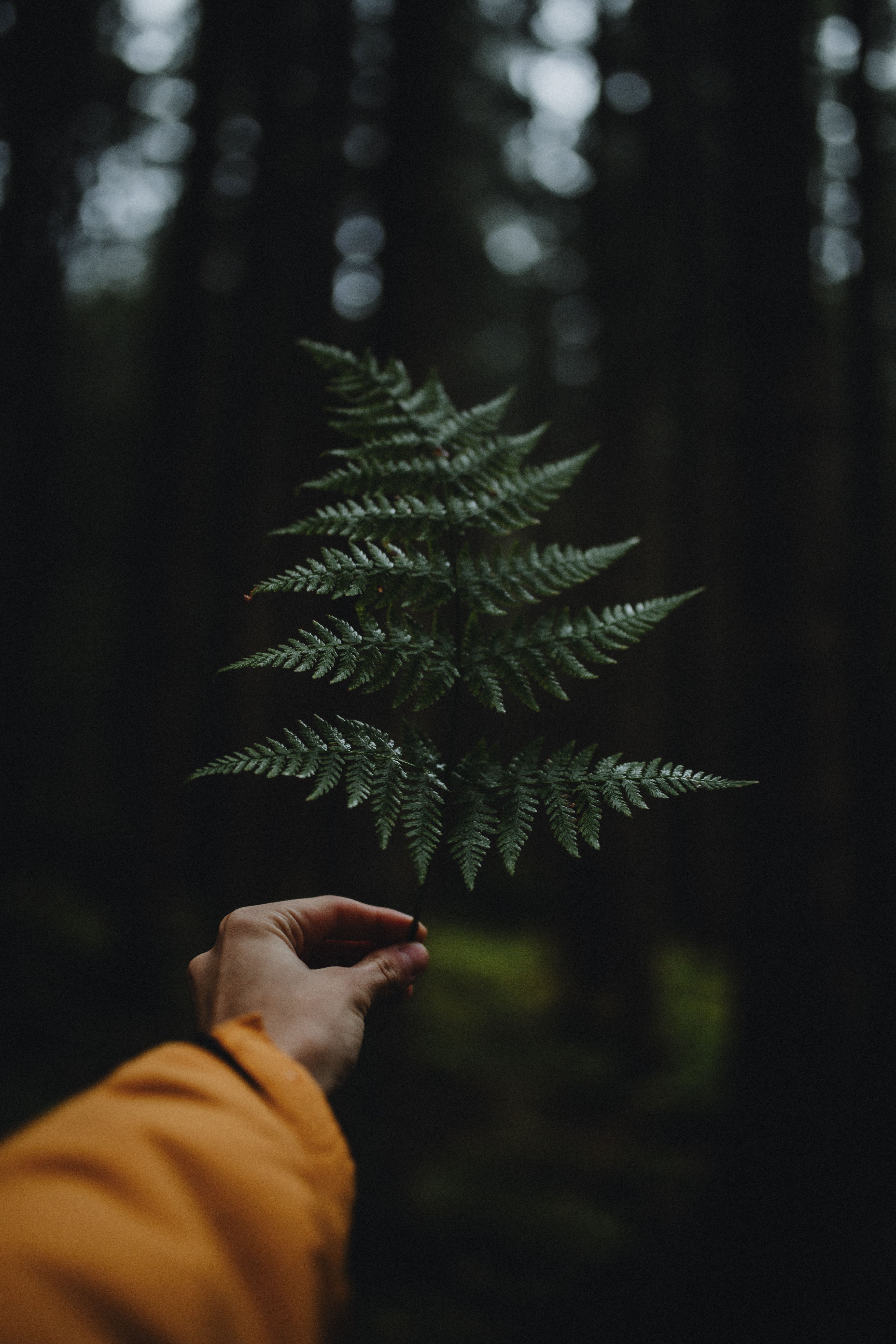 Moody Forest Scene with Green Fern in Hand · Free Stock Photo