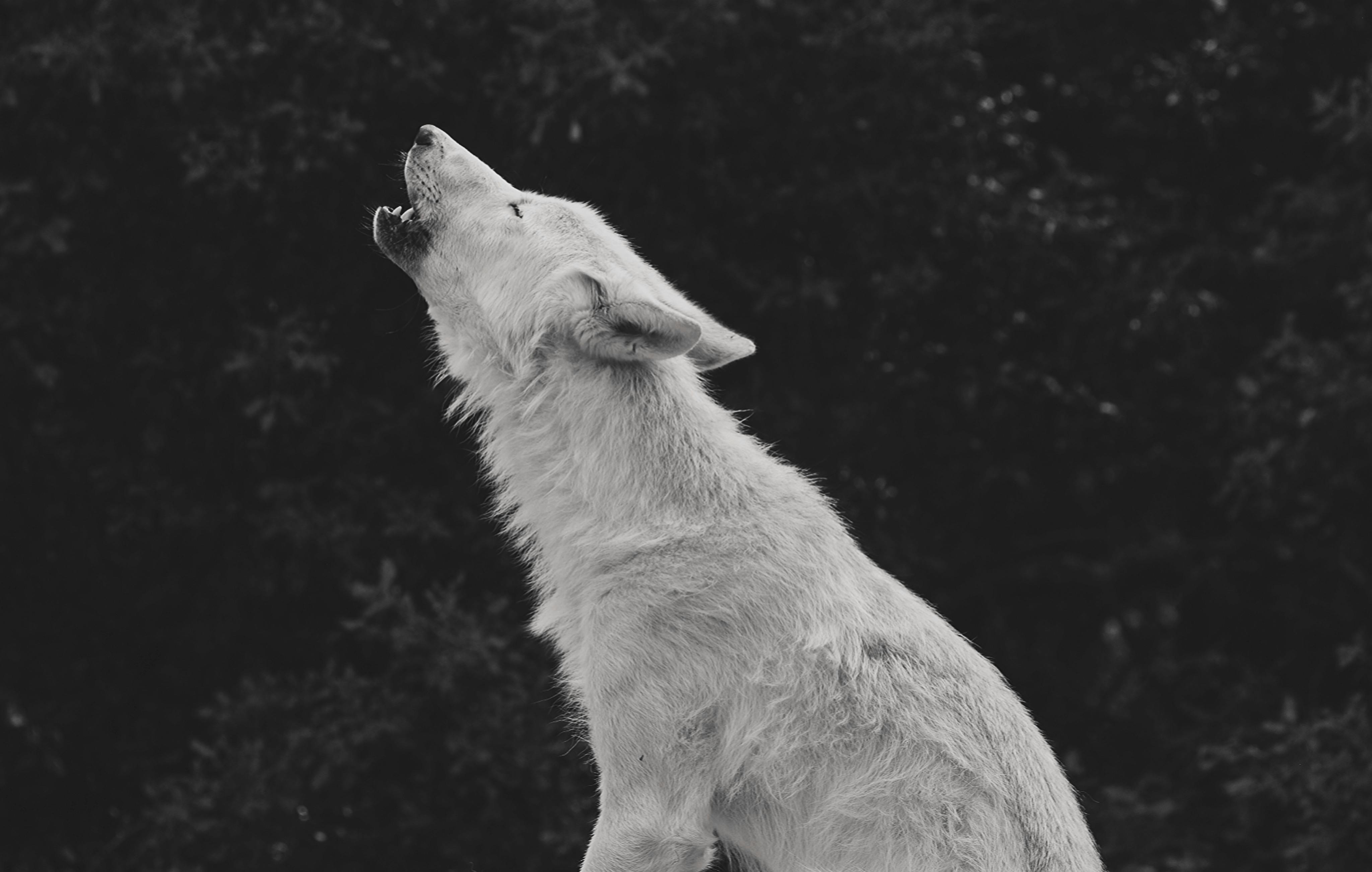 Howling White Wolf in Black and White · Free Stock Photo