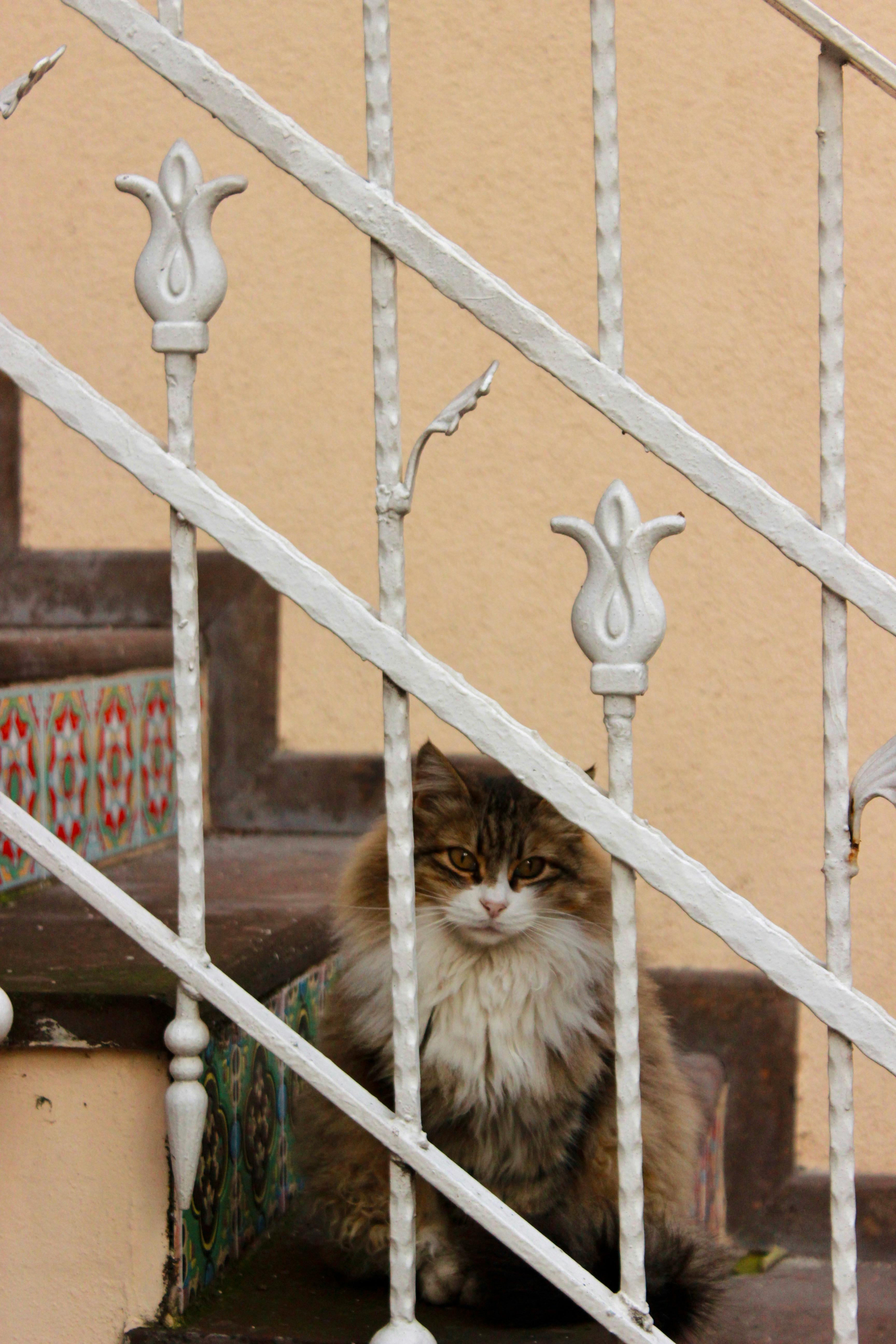 Fluffy Cat Behind Ornate Stair Railings · Free Stock Photo