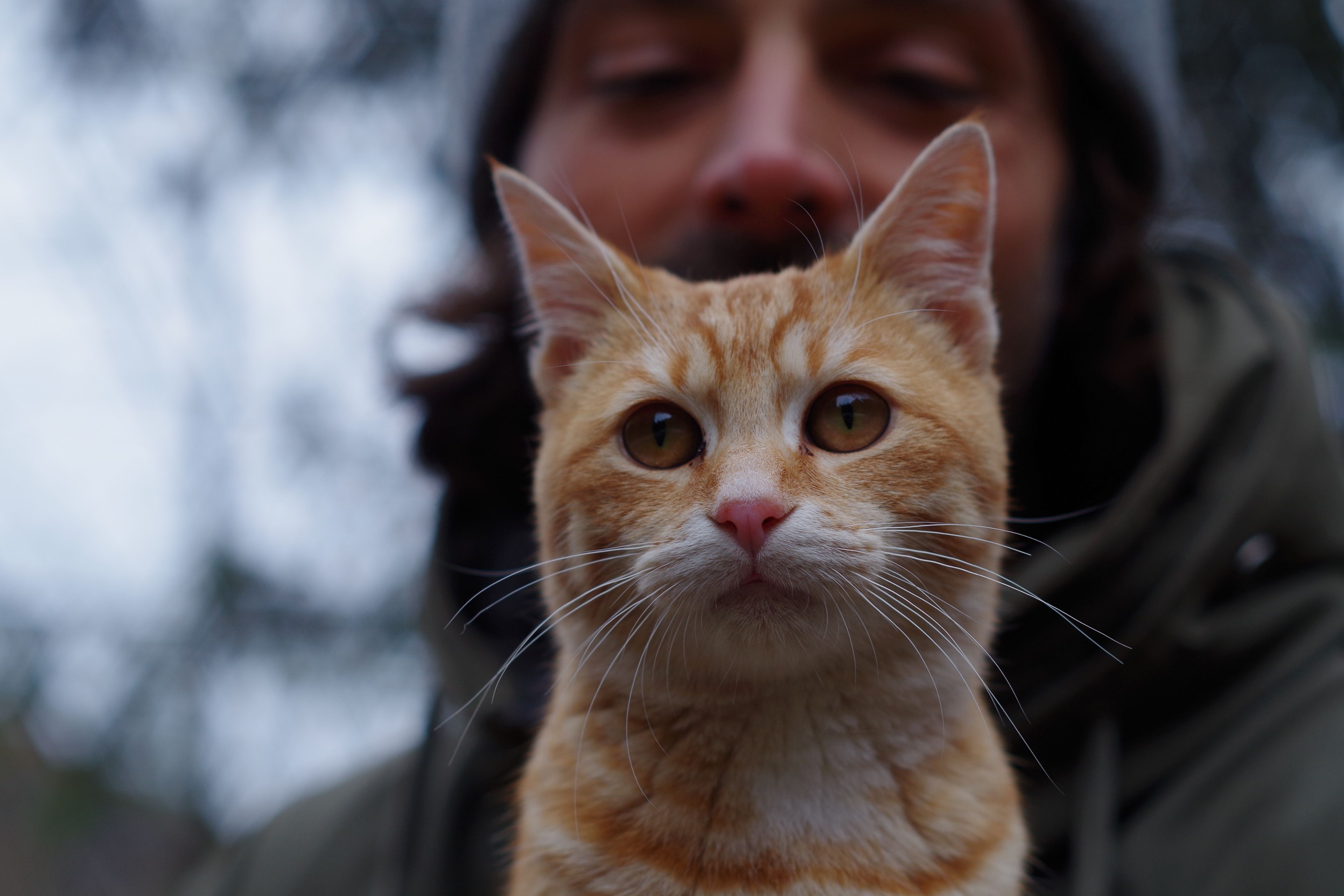 Close-up of a Ginger Cat and Bearded Man Outdoors · Free Stock Photo