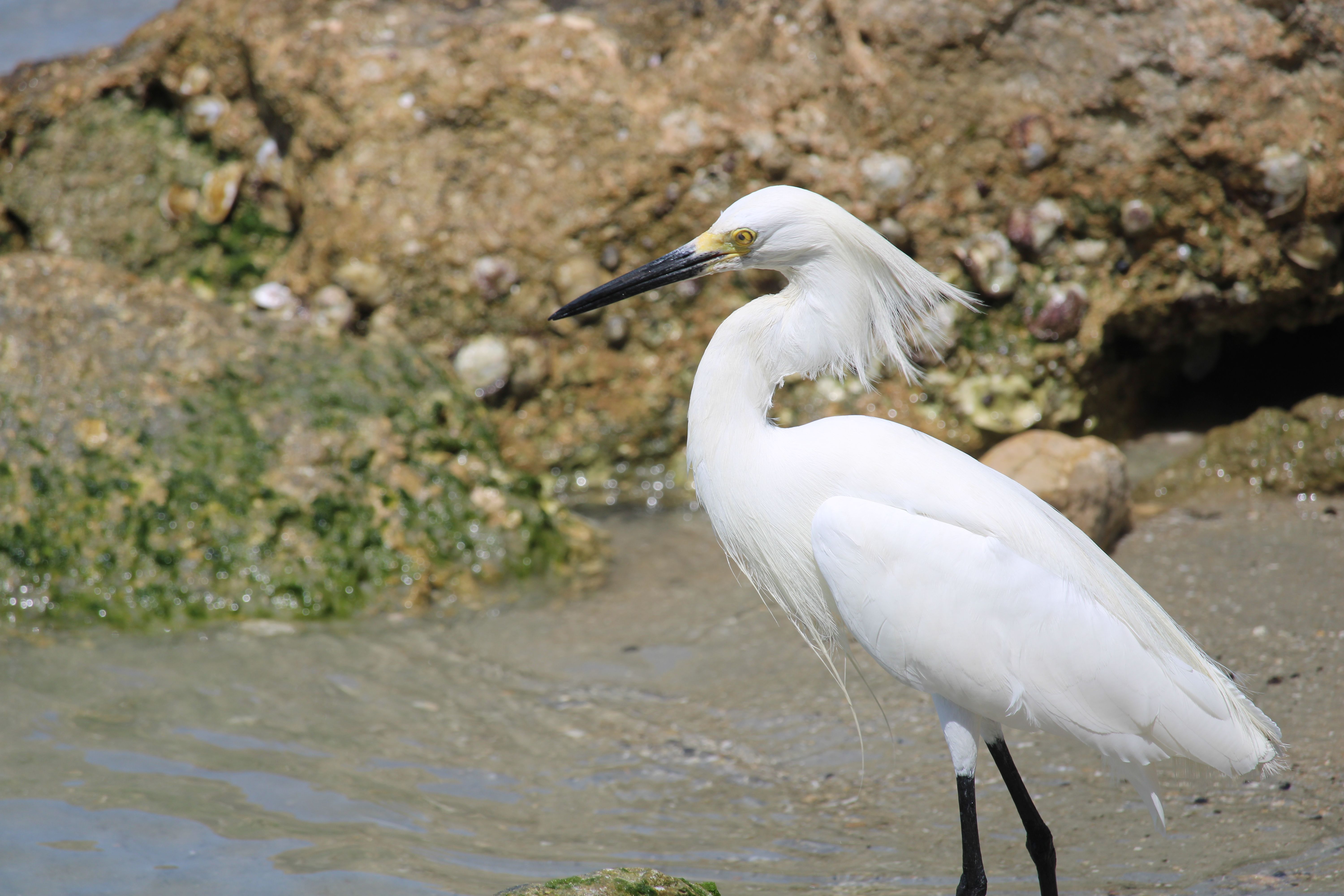 Snowy Egret Wading at Sebastian Florida Coast · Free Stock Photo