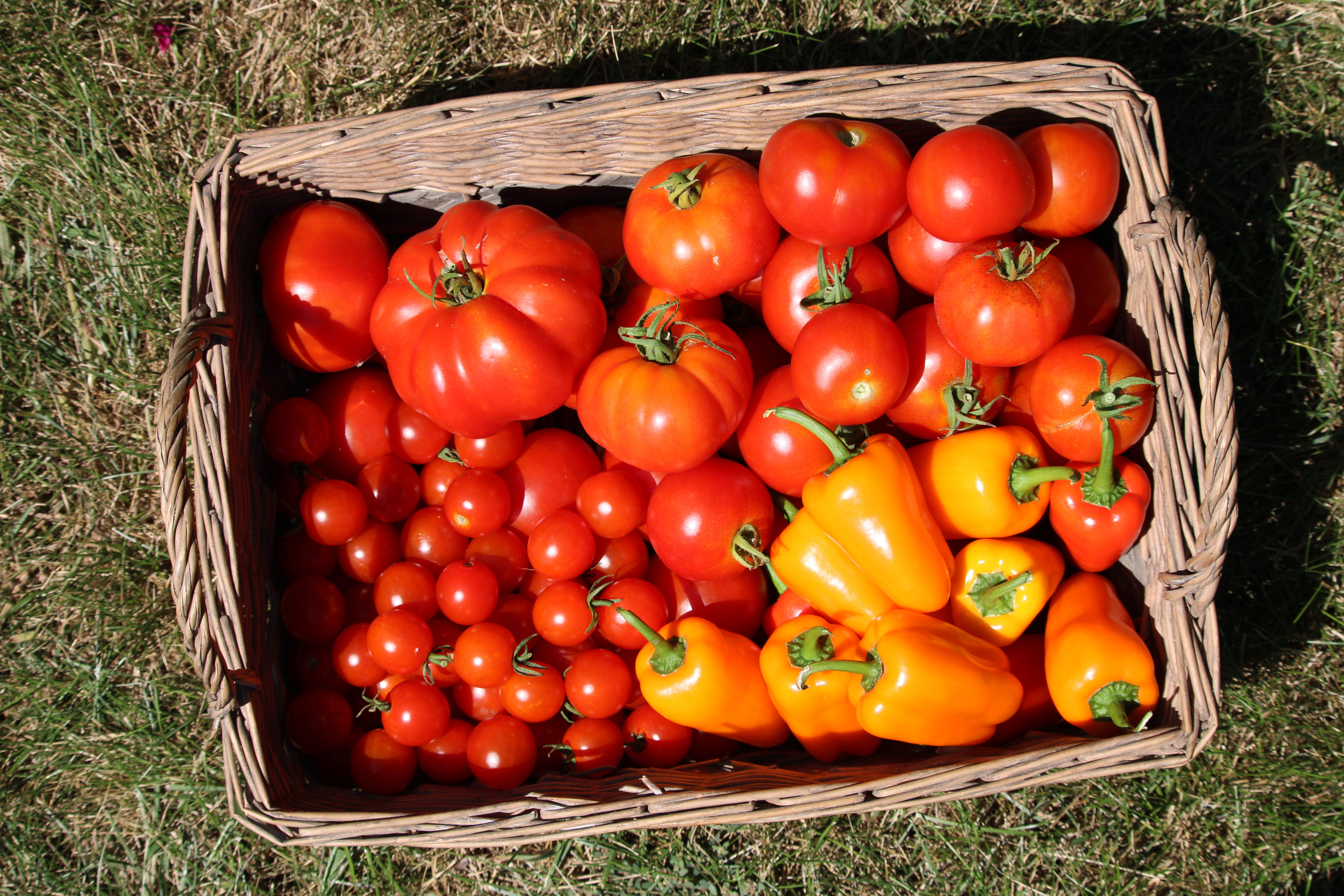Vibrant Harvest of Tomatoes and Peppers · Free Stock Photo