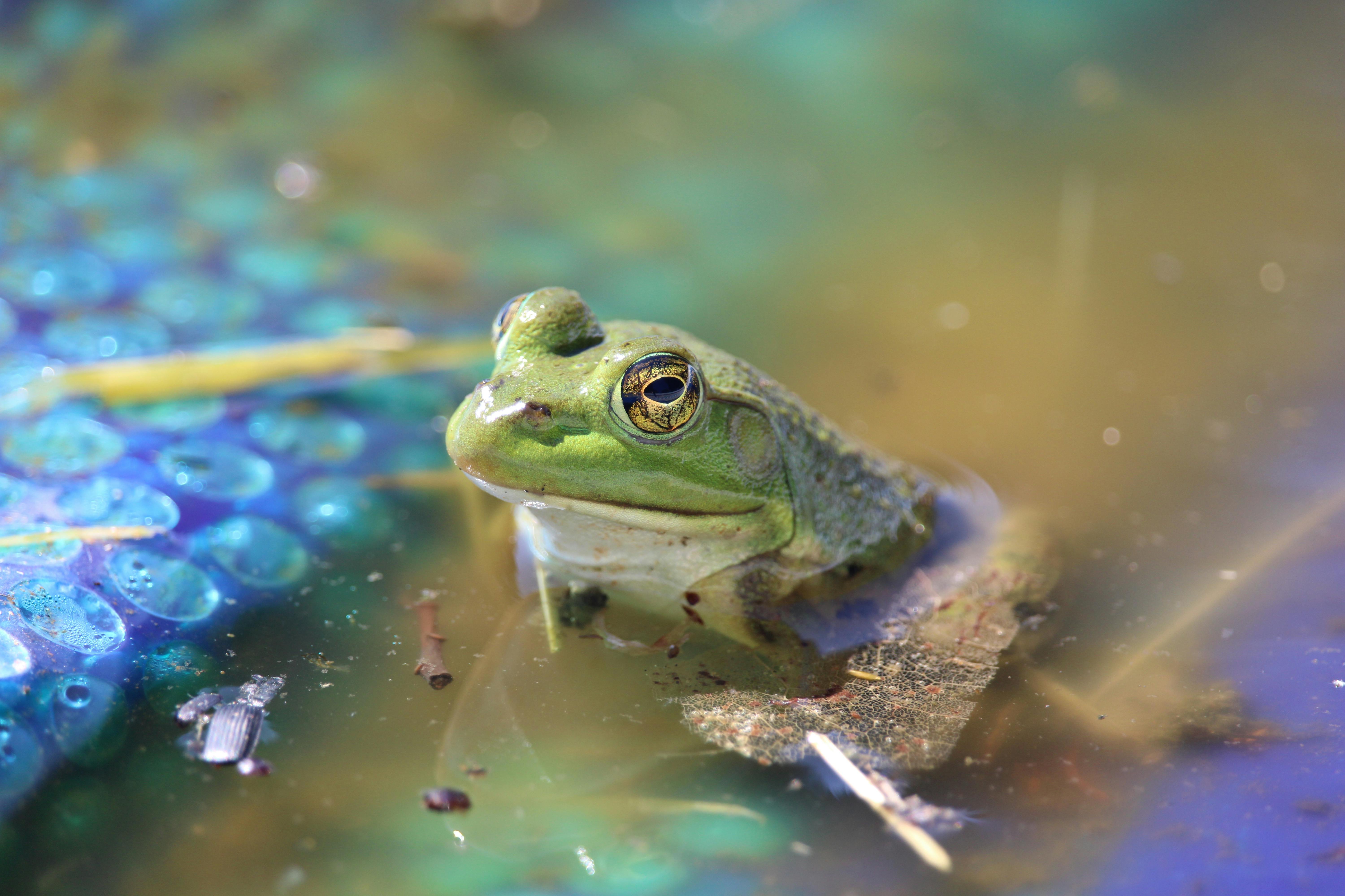 Green Frog in Wisconsin Marshland Close-Up · Free Stock Photo