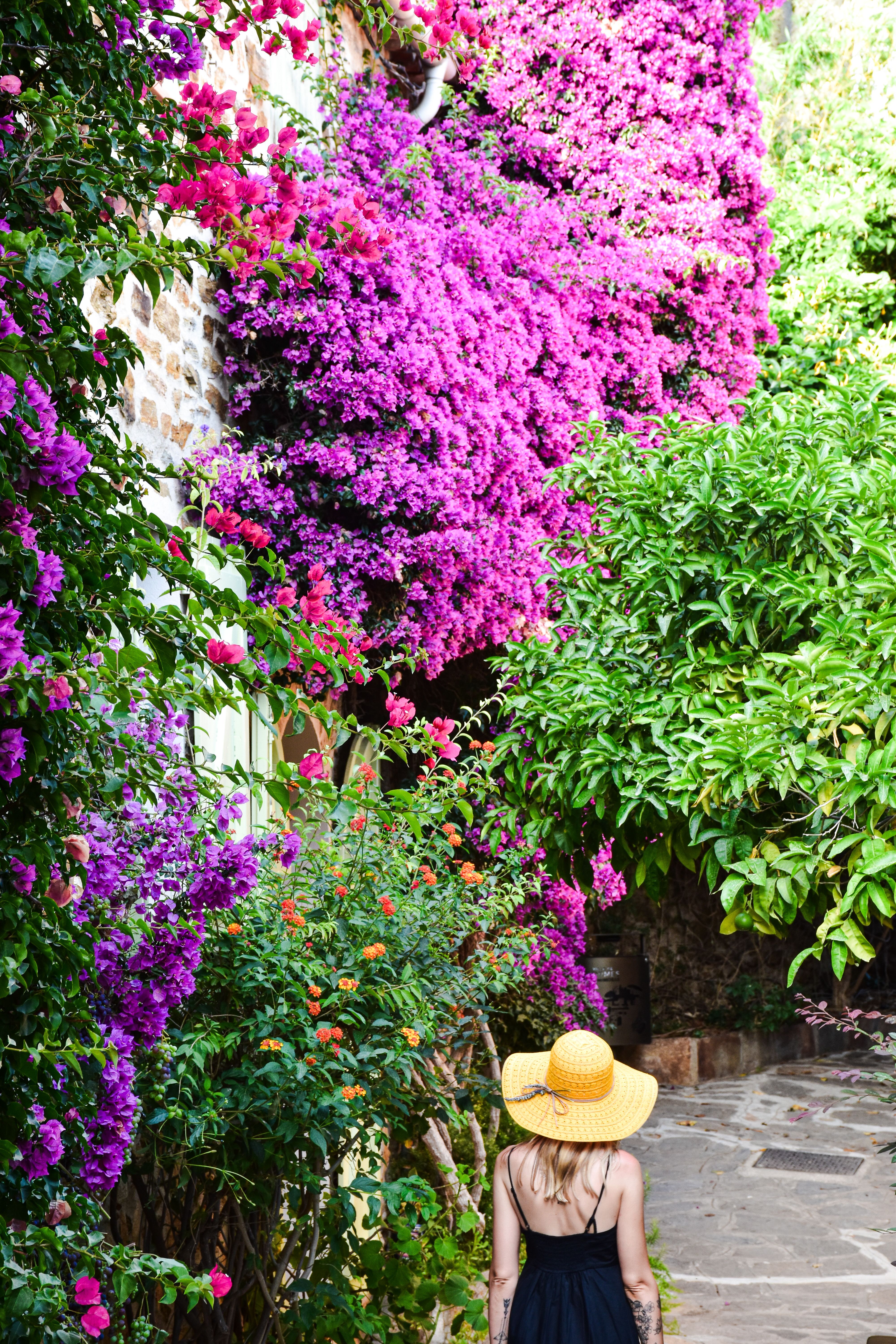Charming Street in Provence with Vibrant Bougainvillea · Free Stock Photo