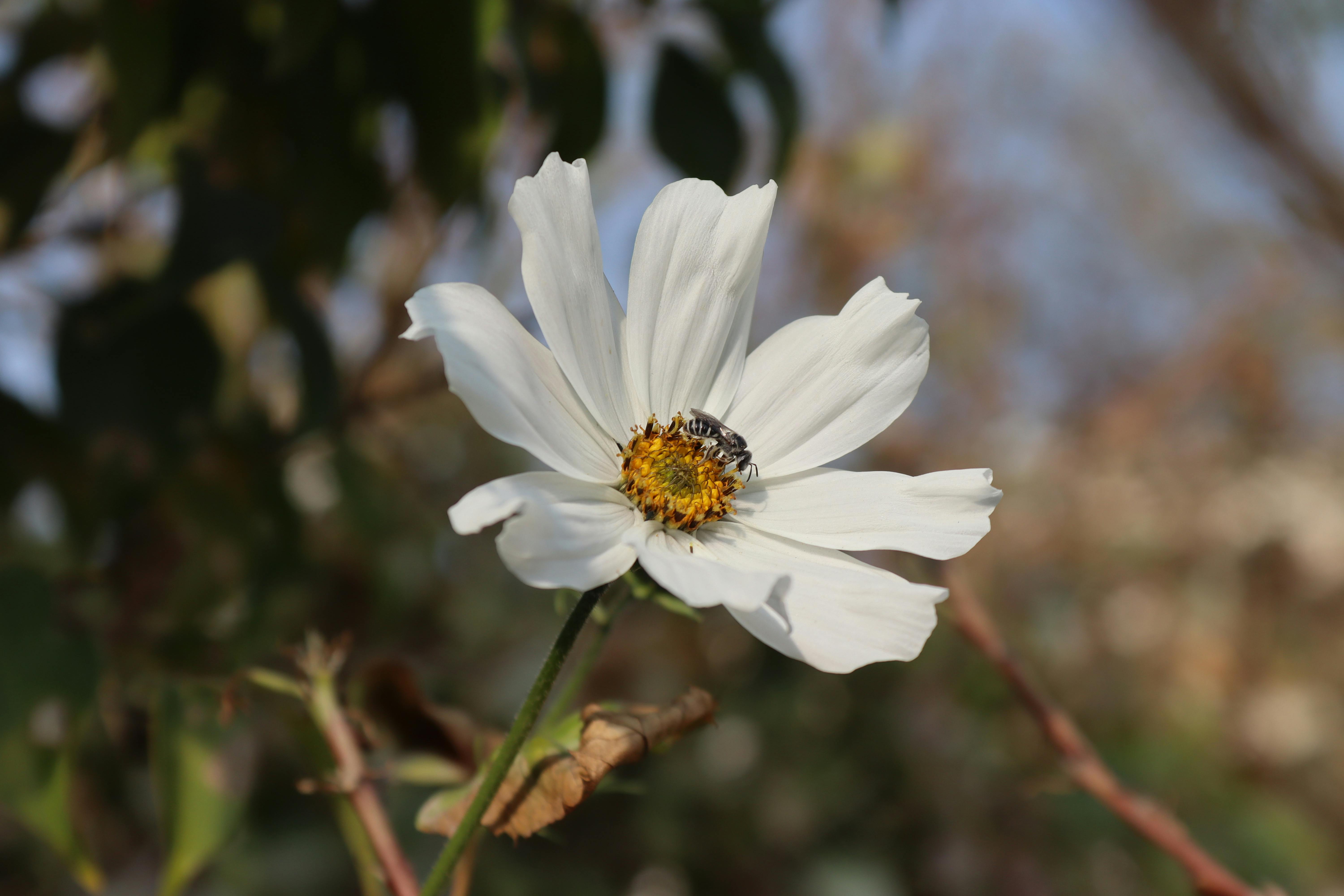 Close-up of white flower with bee in garden · Free Stock Photo