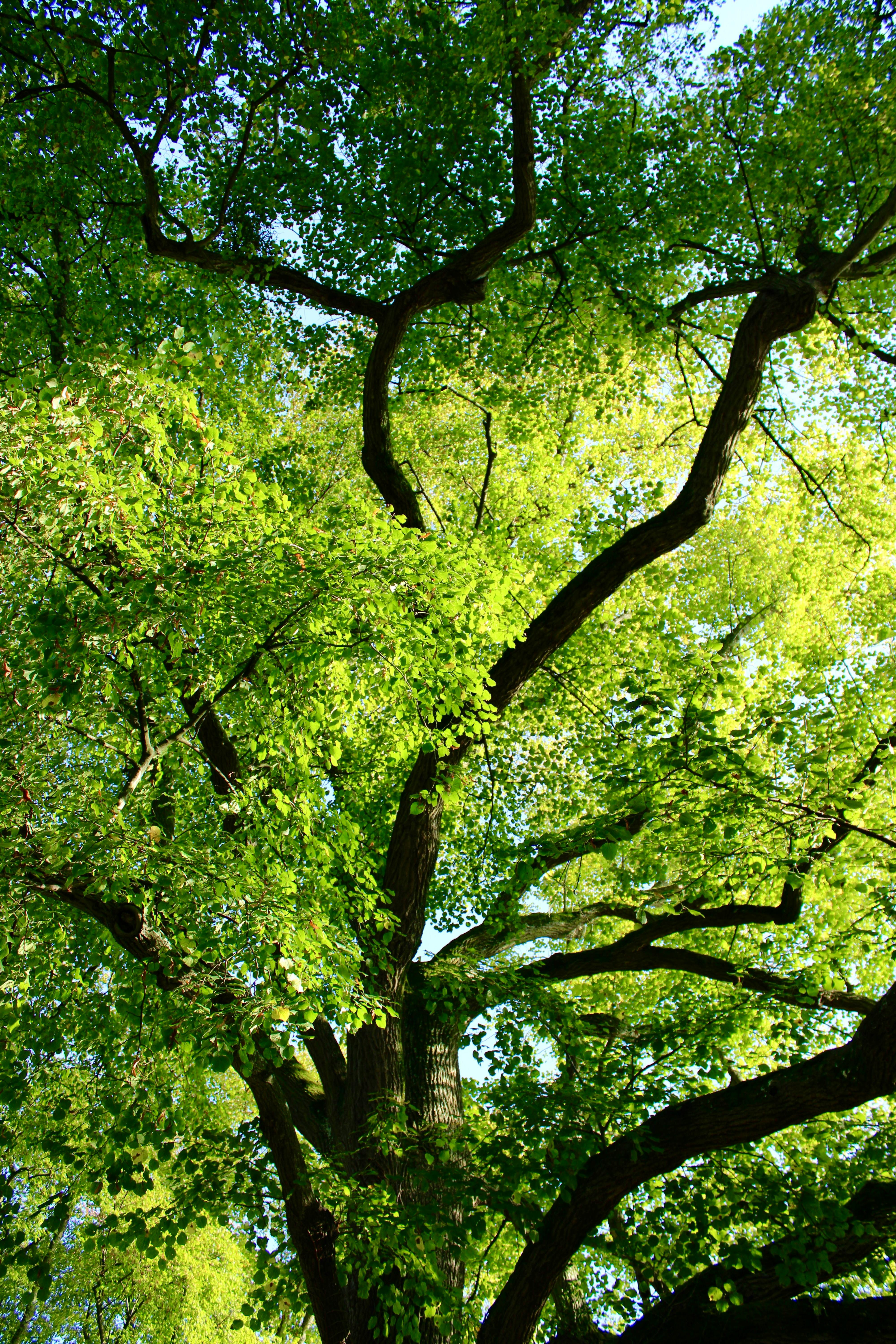 Lush Green Tree Canopy in Springtime · Free Stock Photo