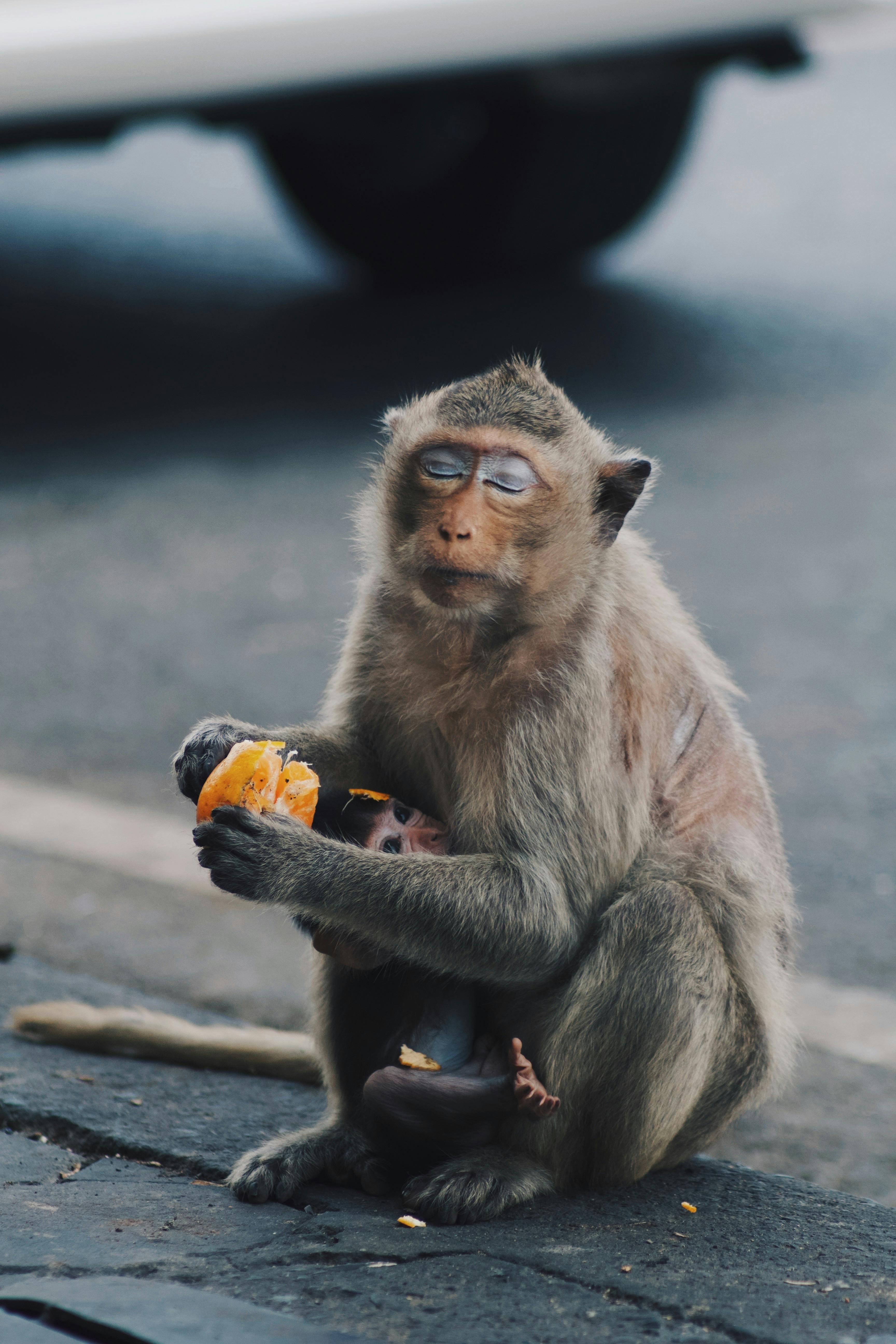 Mono Con Cría Comiendo Fruta En La Calle · Foto de stock gratuita