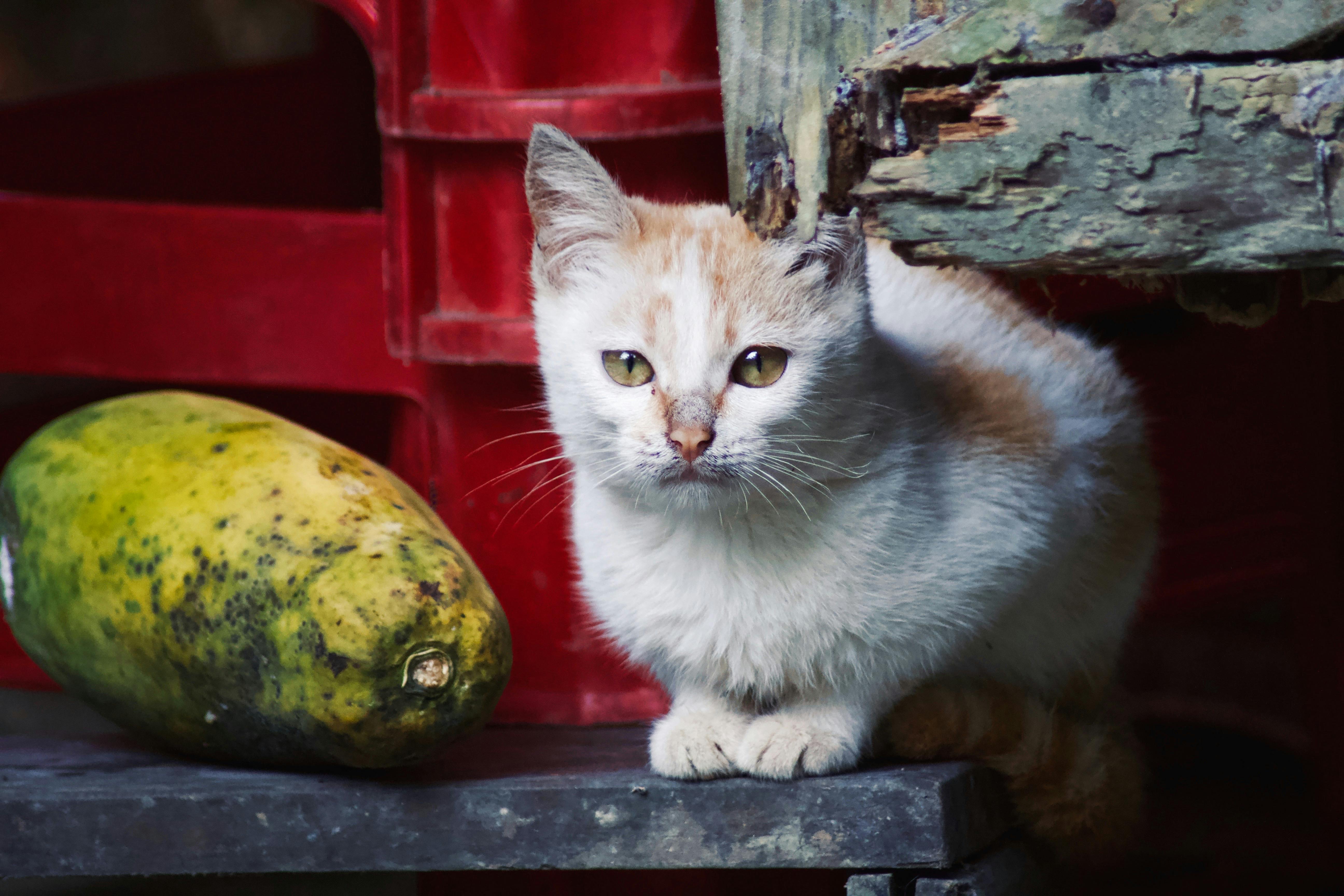 Papaya Cat Photos, Download The BEST Free Papaya Cat Stock Photos & HD ...