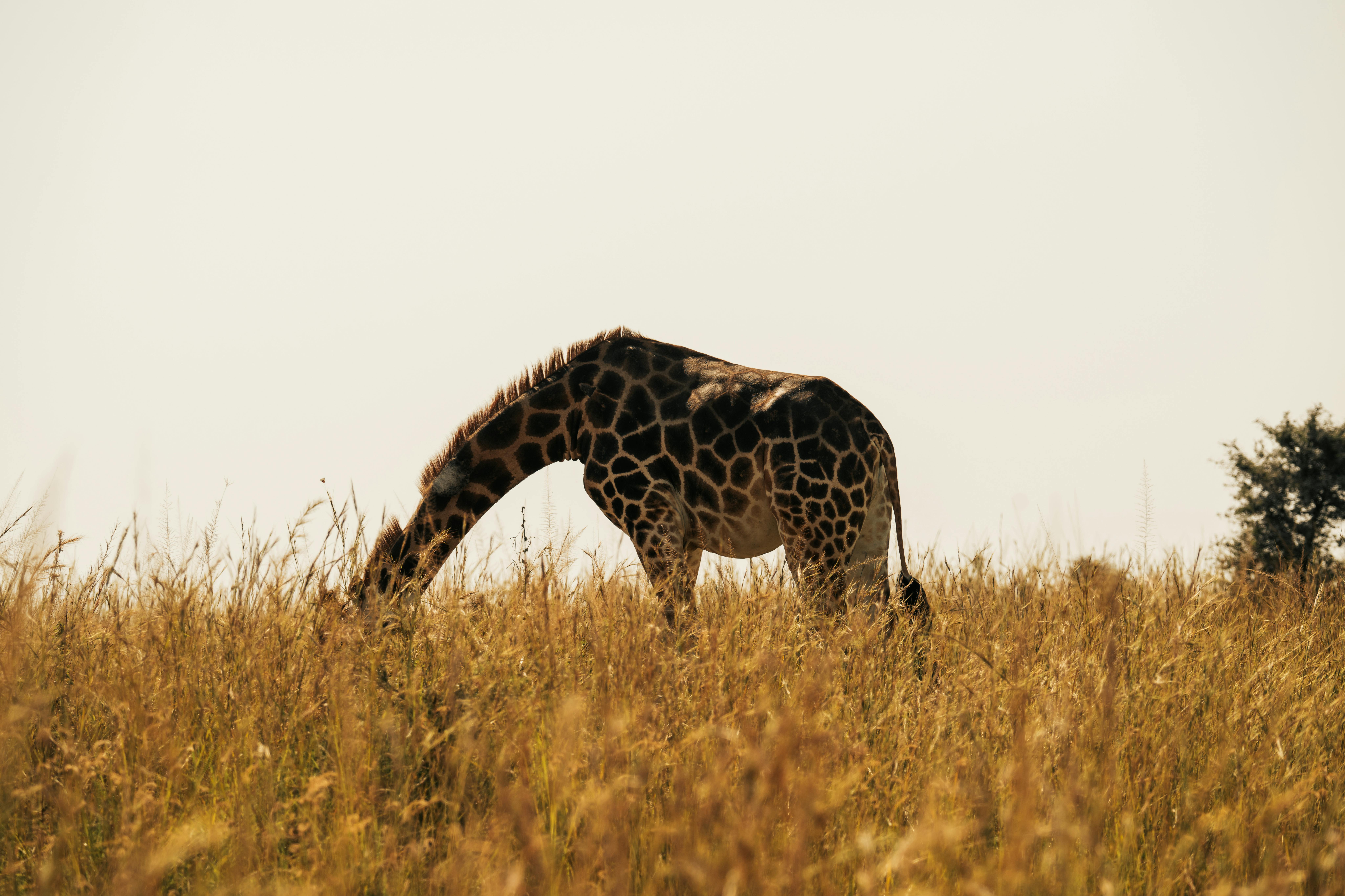 Majestic Giraffe Grazing in African Savanna · Free Stock Photo
