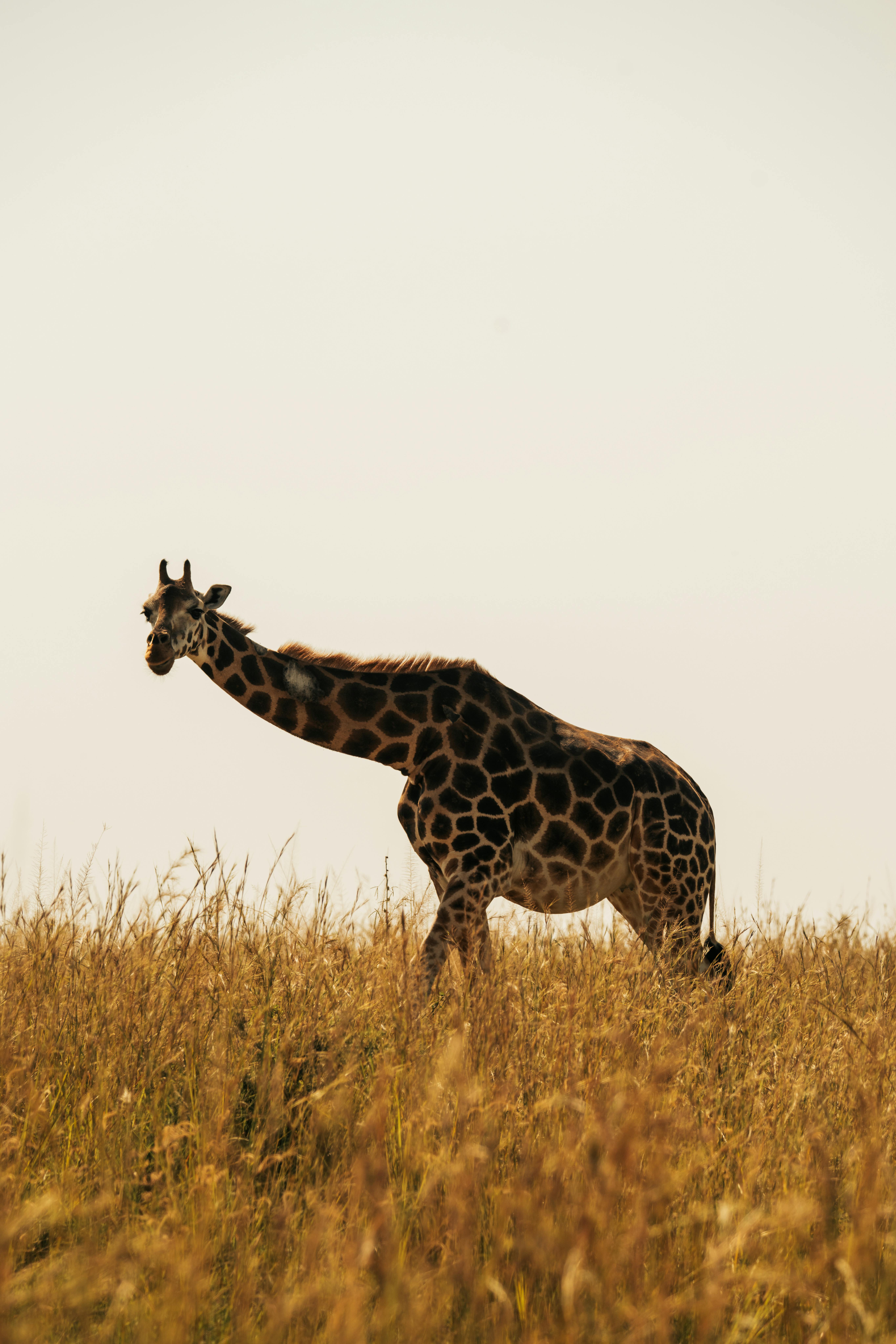 Majestic Giraffe Grazing in African Savanna · Free Stock Photo