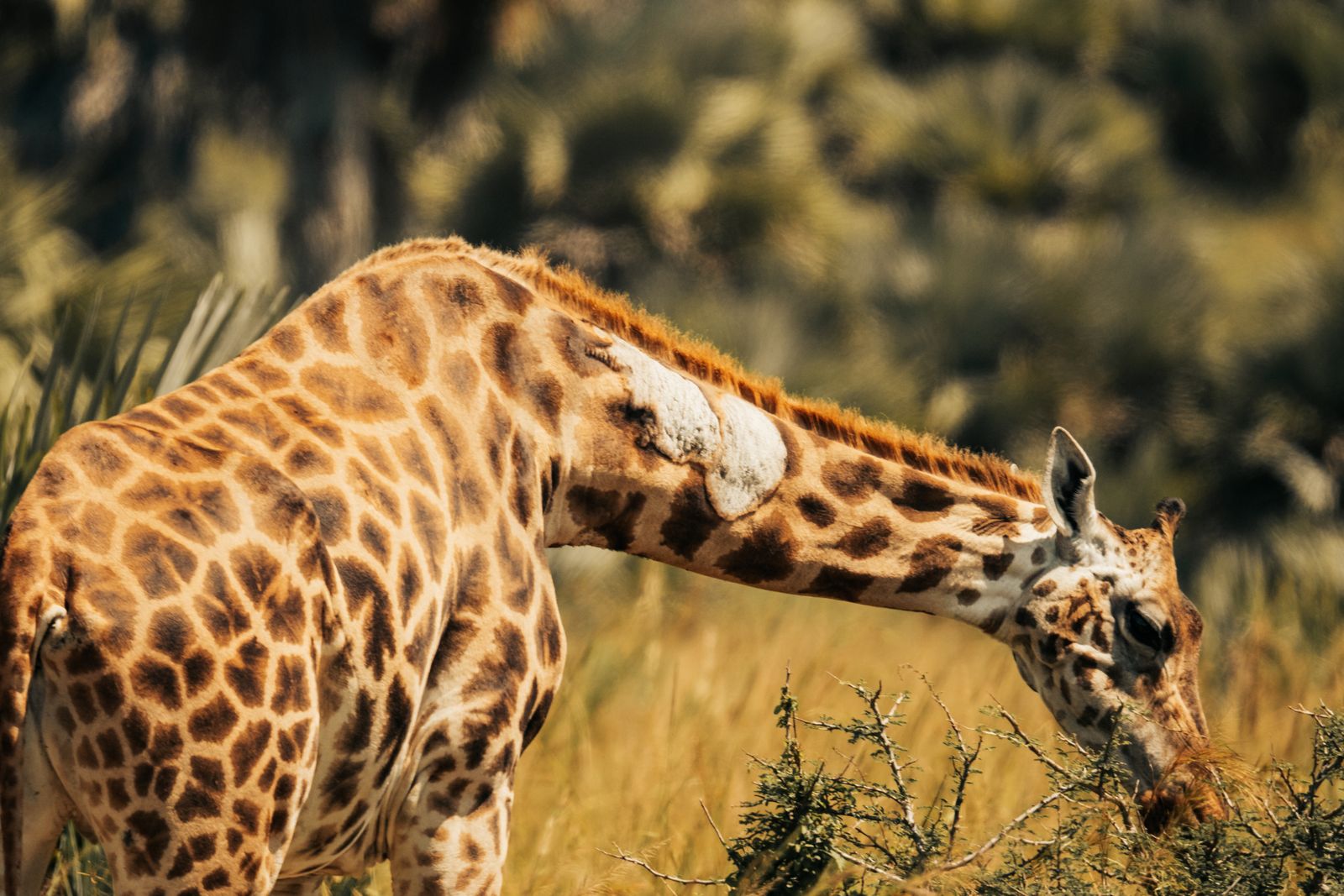 4k Giraffe Desktop Wallpaper Photos, Download The BEST Free 4k Giraffe ...