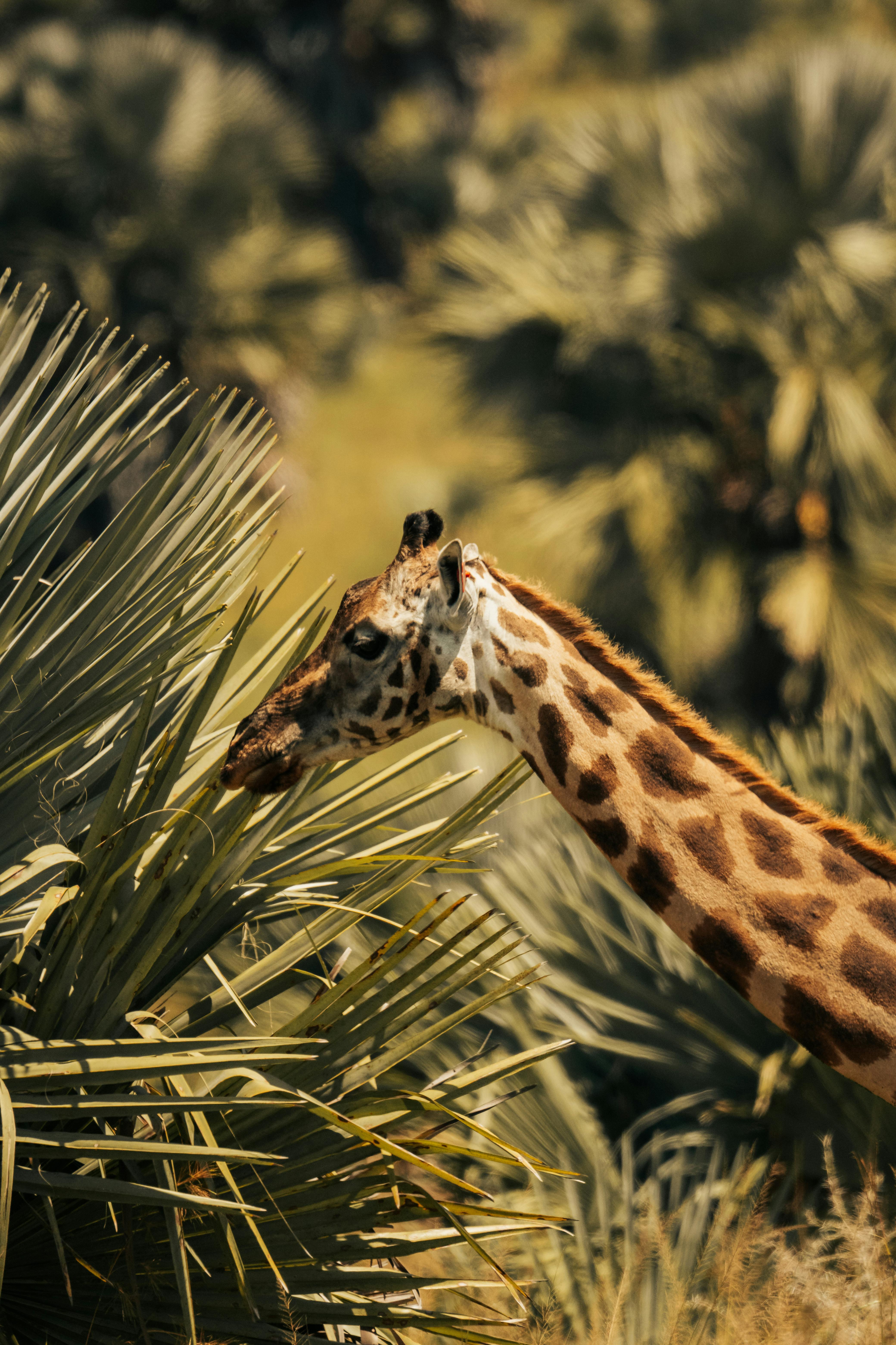 Majestic Giraffe Grazing in African Savanna · Free Stock Photo