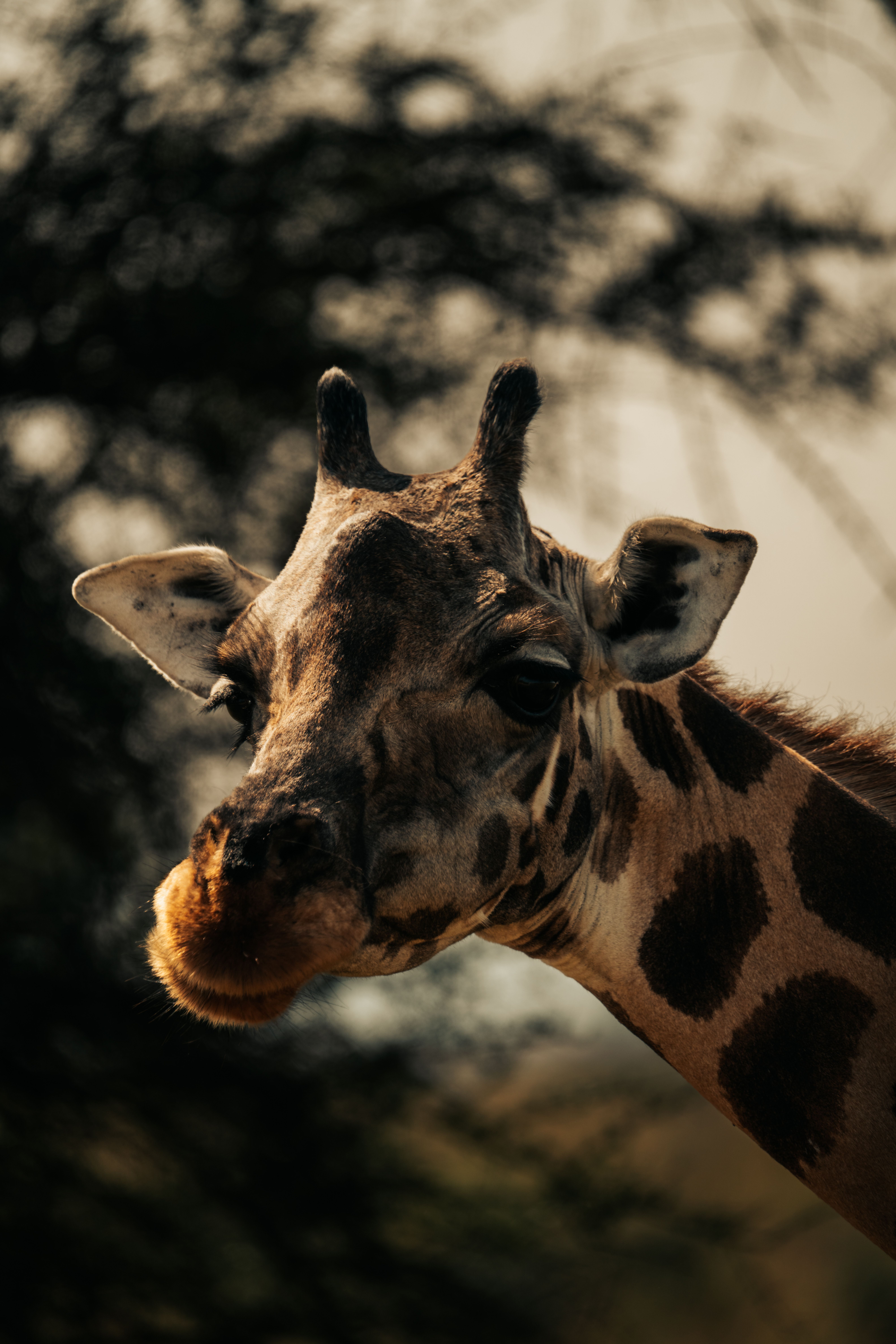 Close-Up Portrait of a Giraffe in Natural Habitat · Free Stock Photo