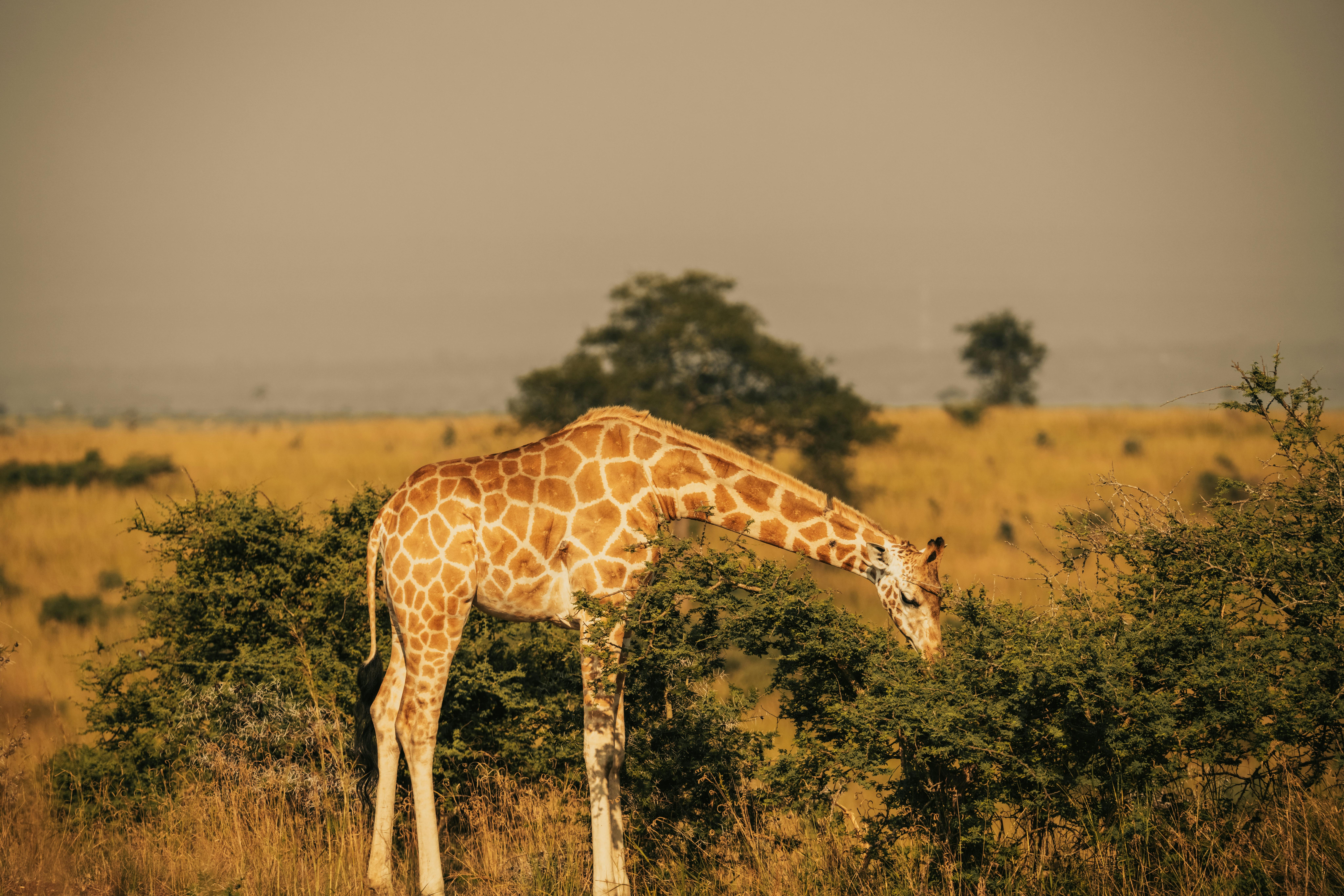Majestic Giraffe Grazing in African Savanna · Free Stock Photo