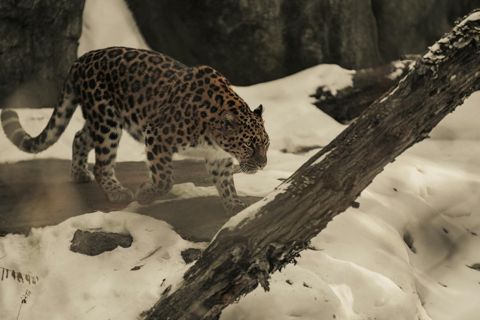 Amur Leopard Photos, Download The BEST Free Amur Leopard Stock Photos ...