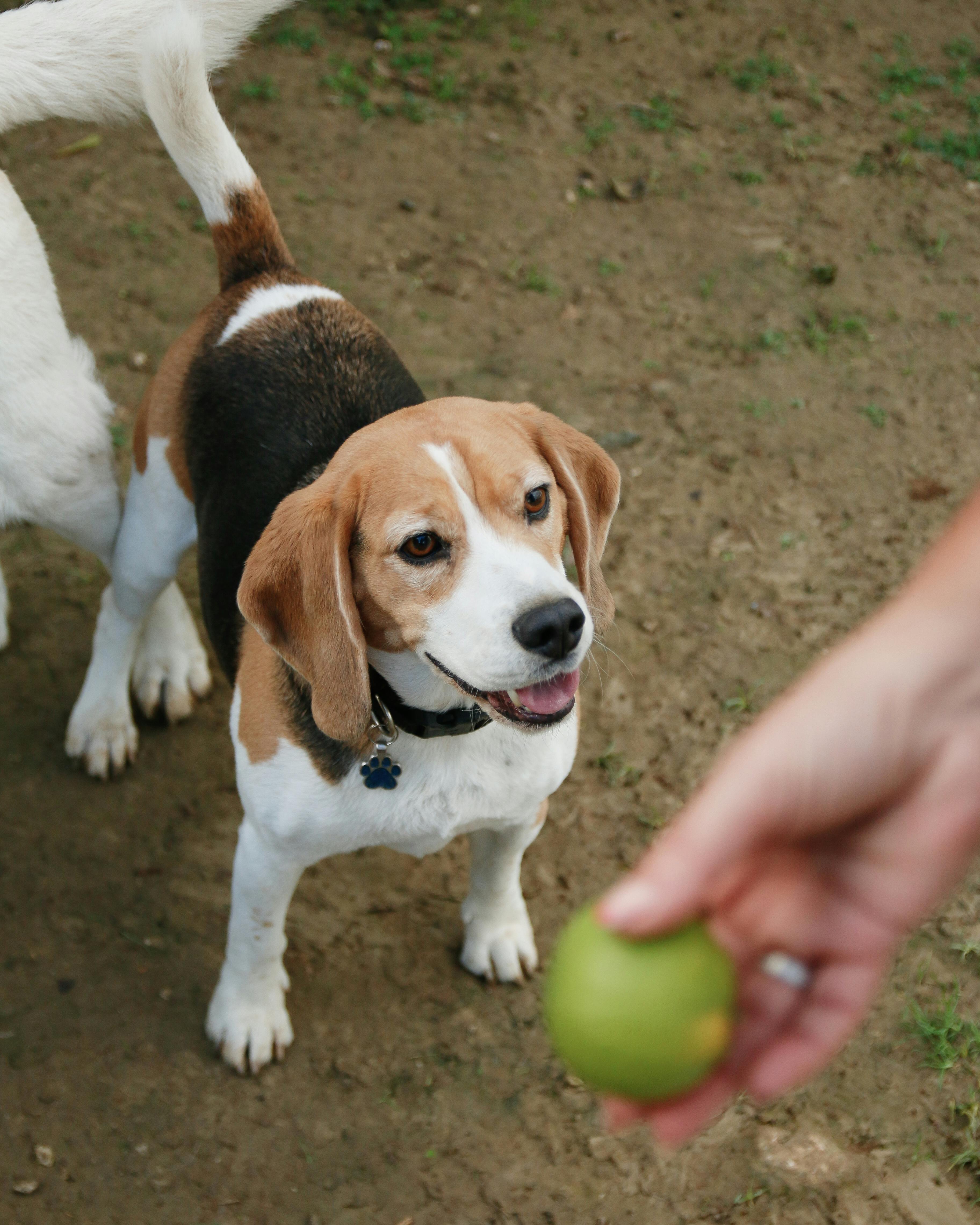 Playful Beagle in a Park Awaiting Fetch · Free Stock Photo