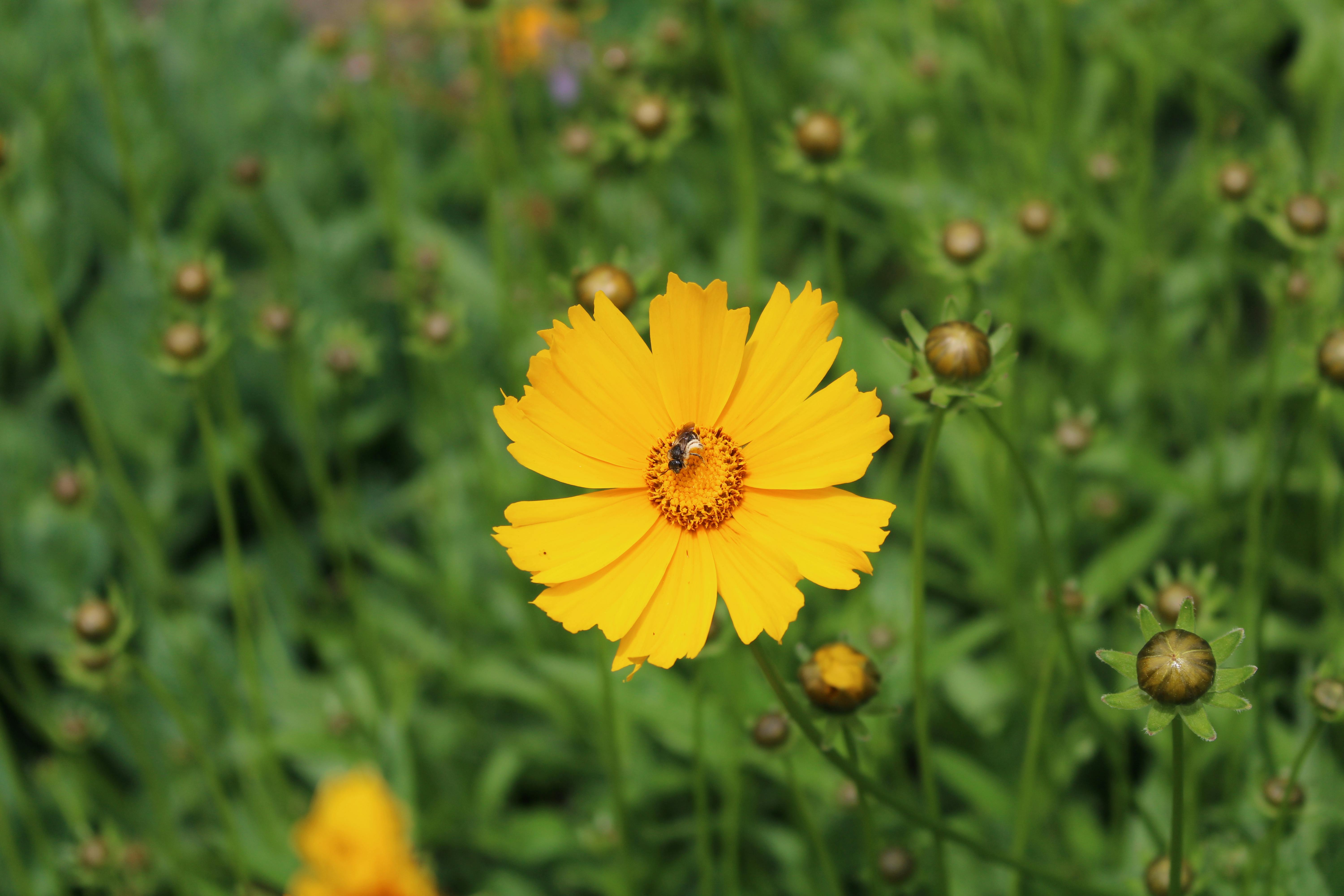 Close-up of a Yellow Coreopsis Flower with Bee · Free Stock Photo