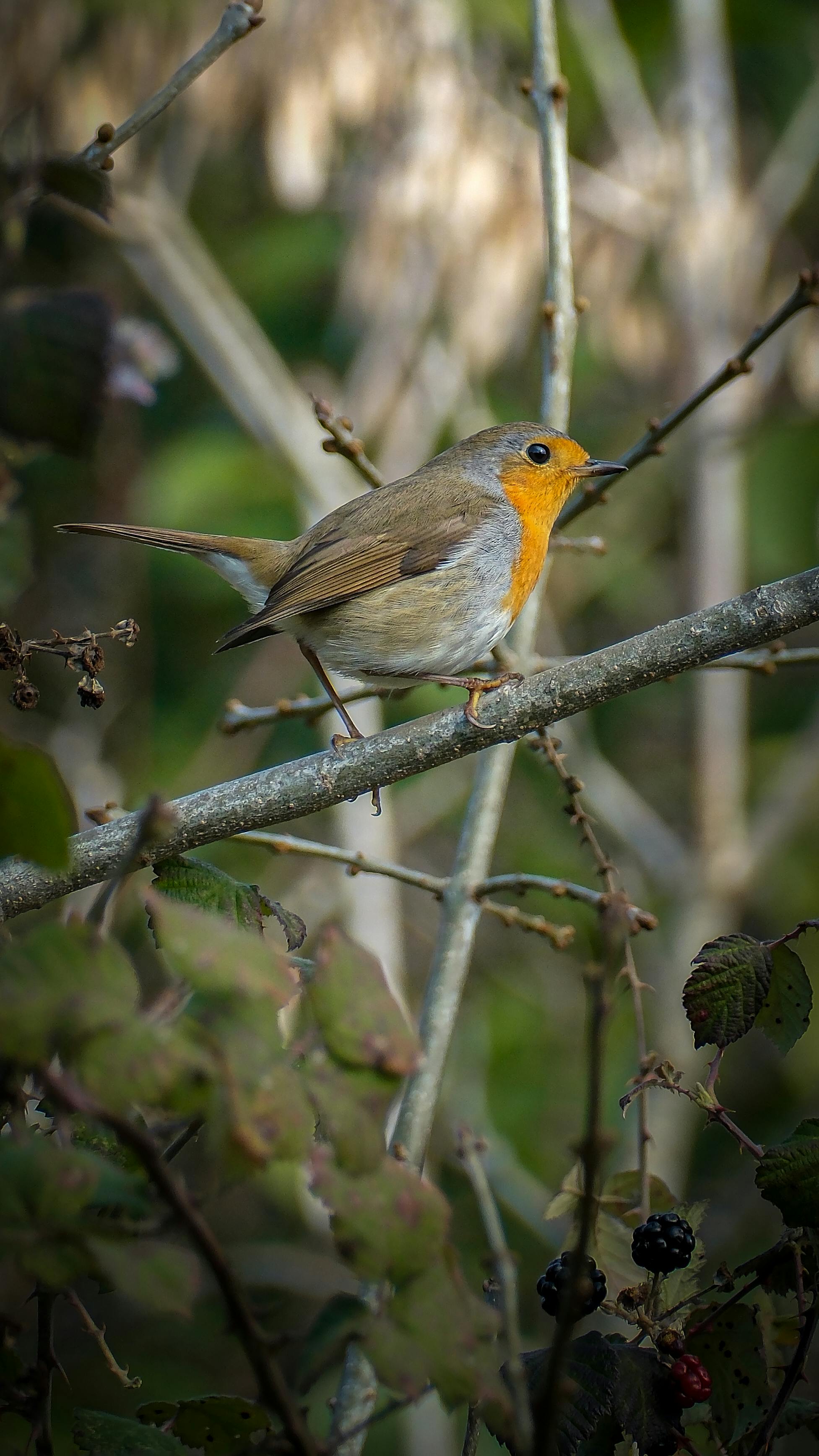 Nightingale Of Europe Photos, Download The BEST Free Nightingale Of ...