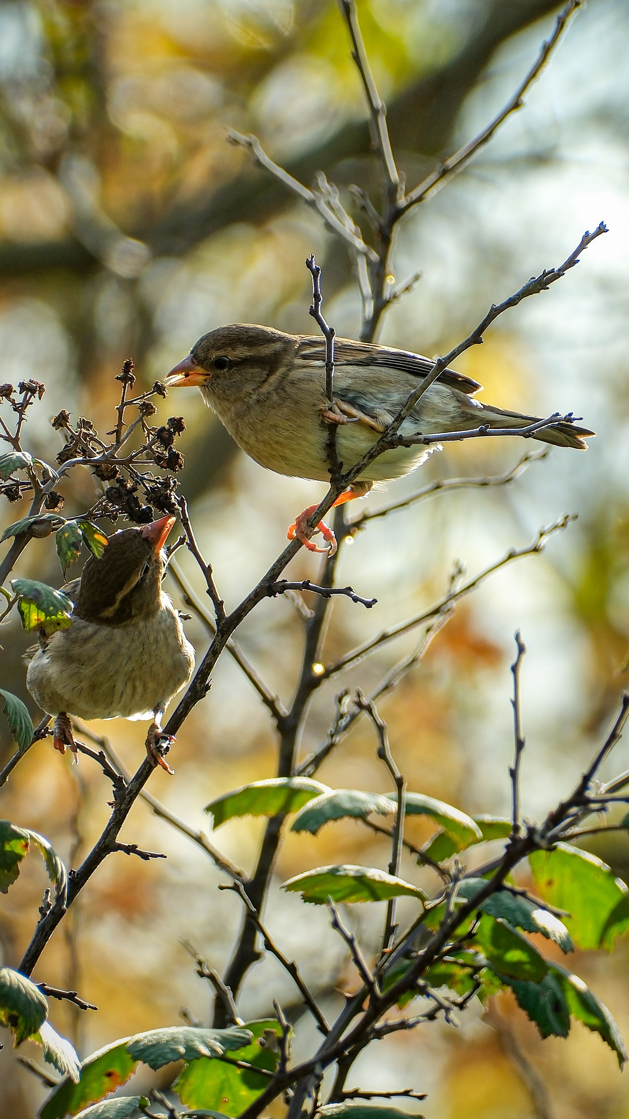 Sparrows Perched on Branch in Istanbul Park · Free Stock Photo