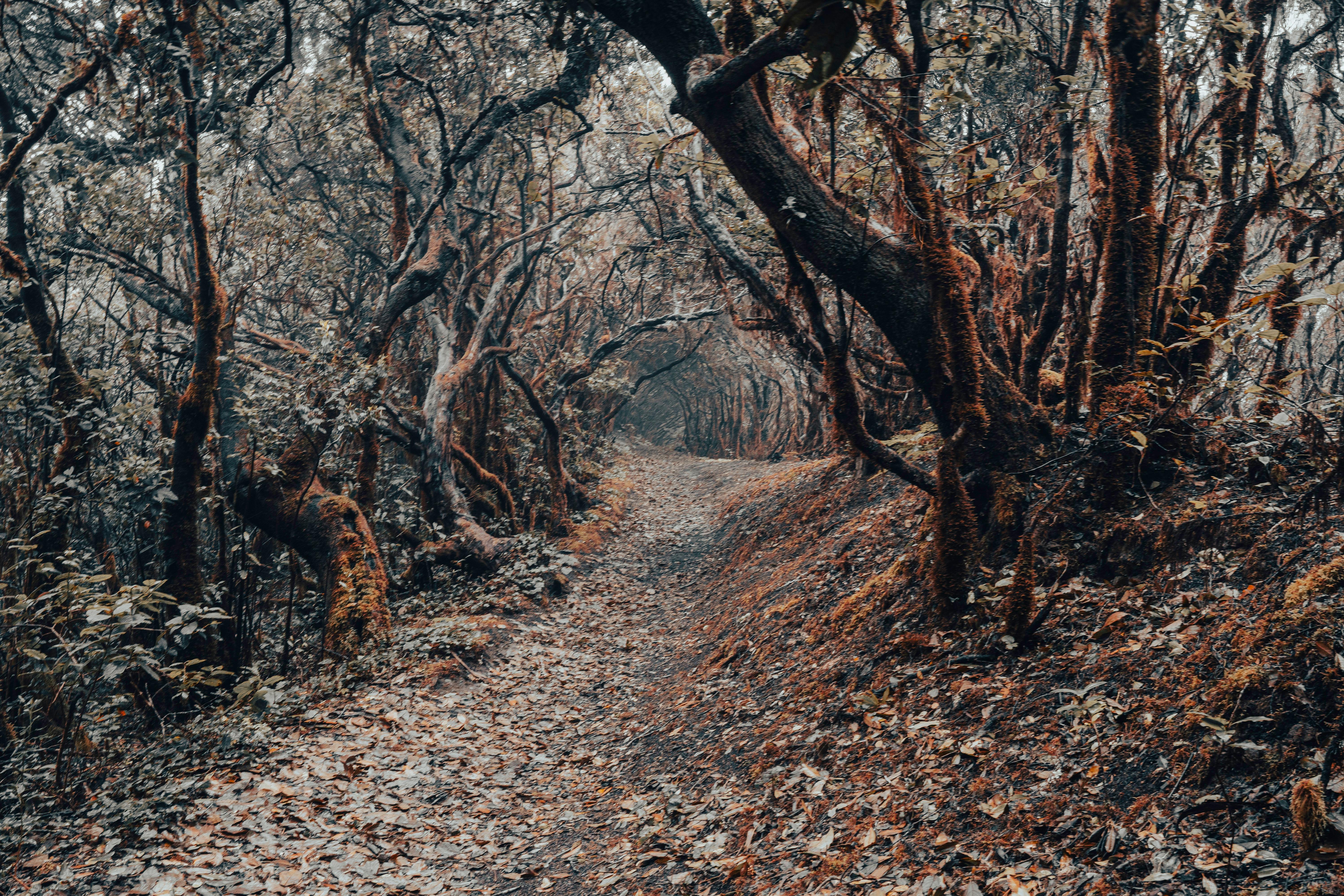 Moody Autumn Forest Pathway with Twisting Trees · Free Stock Photo