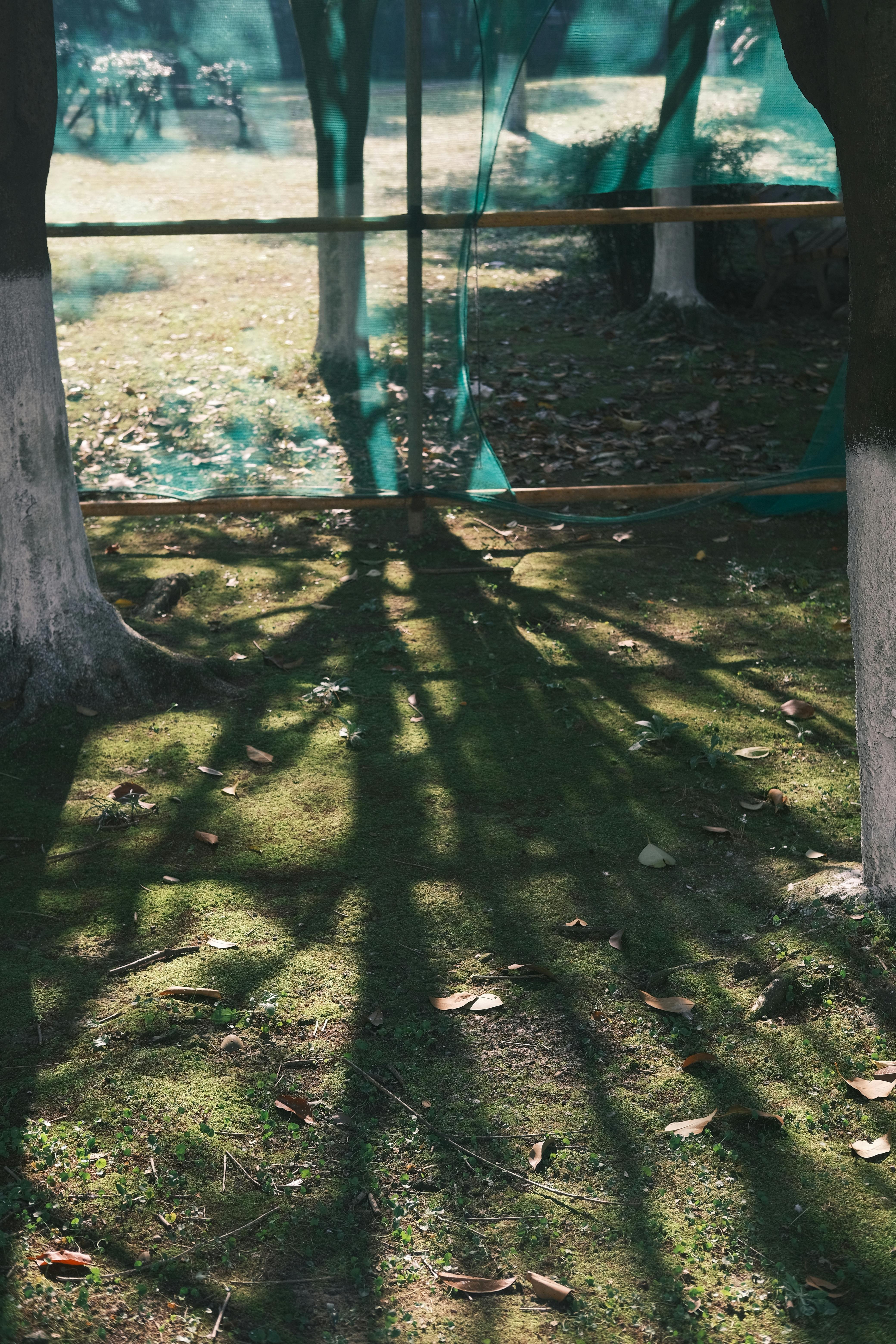 Artistic Shadow Patterns on Mossy Ground · Free Stock Photo