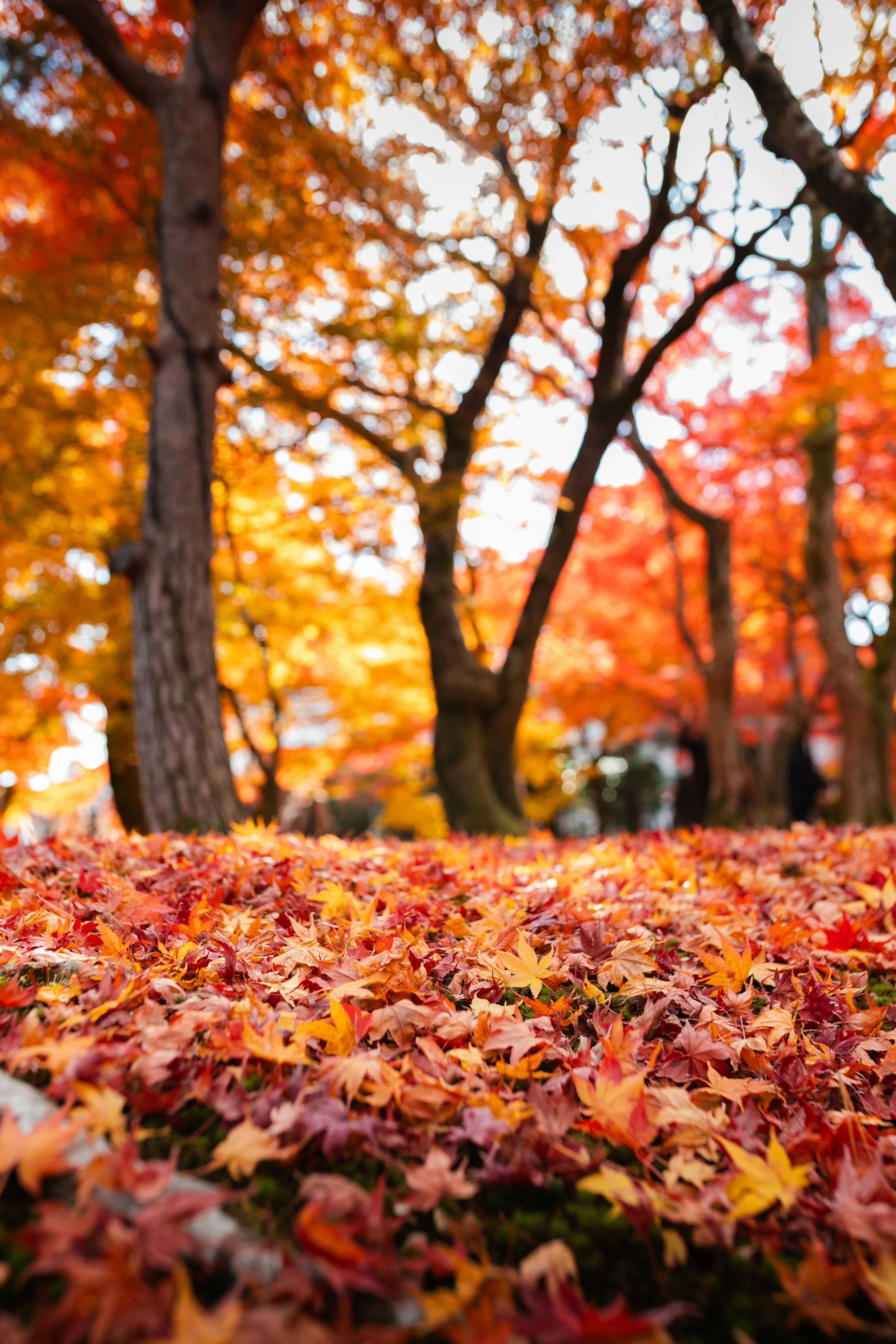 Autumn Trees · Free Stock Photo