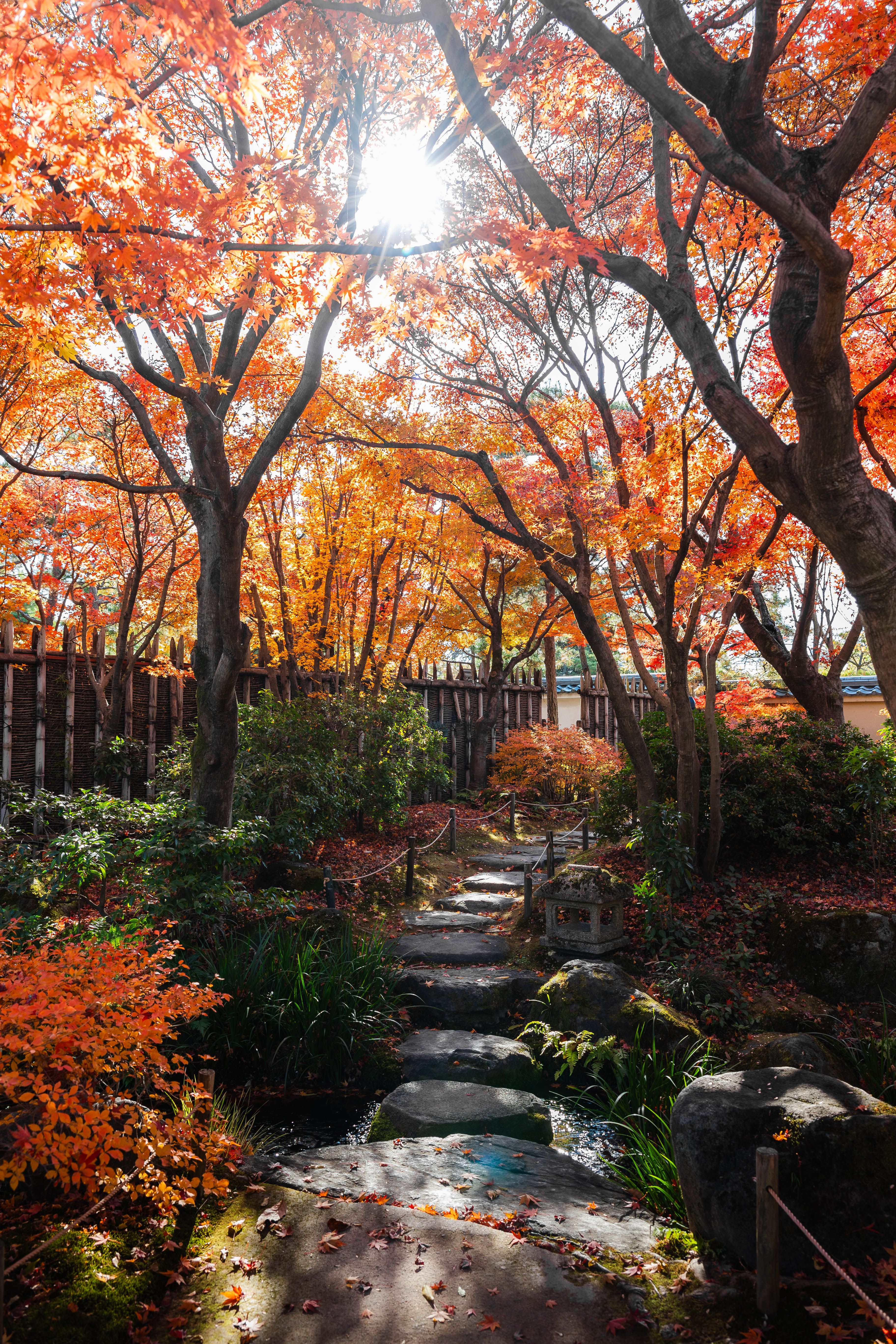 Scenic Japanese Garden in Vibrant Autumn Colors · Free Stock Photo