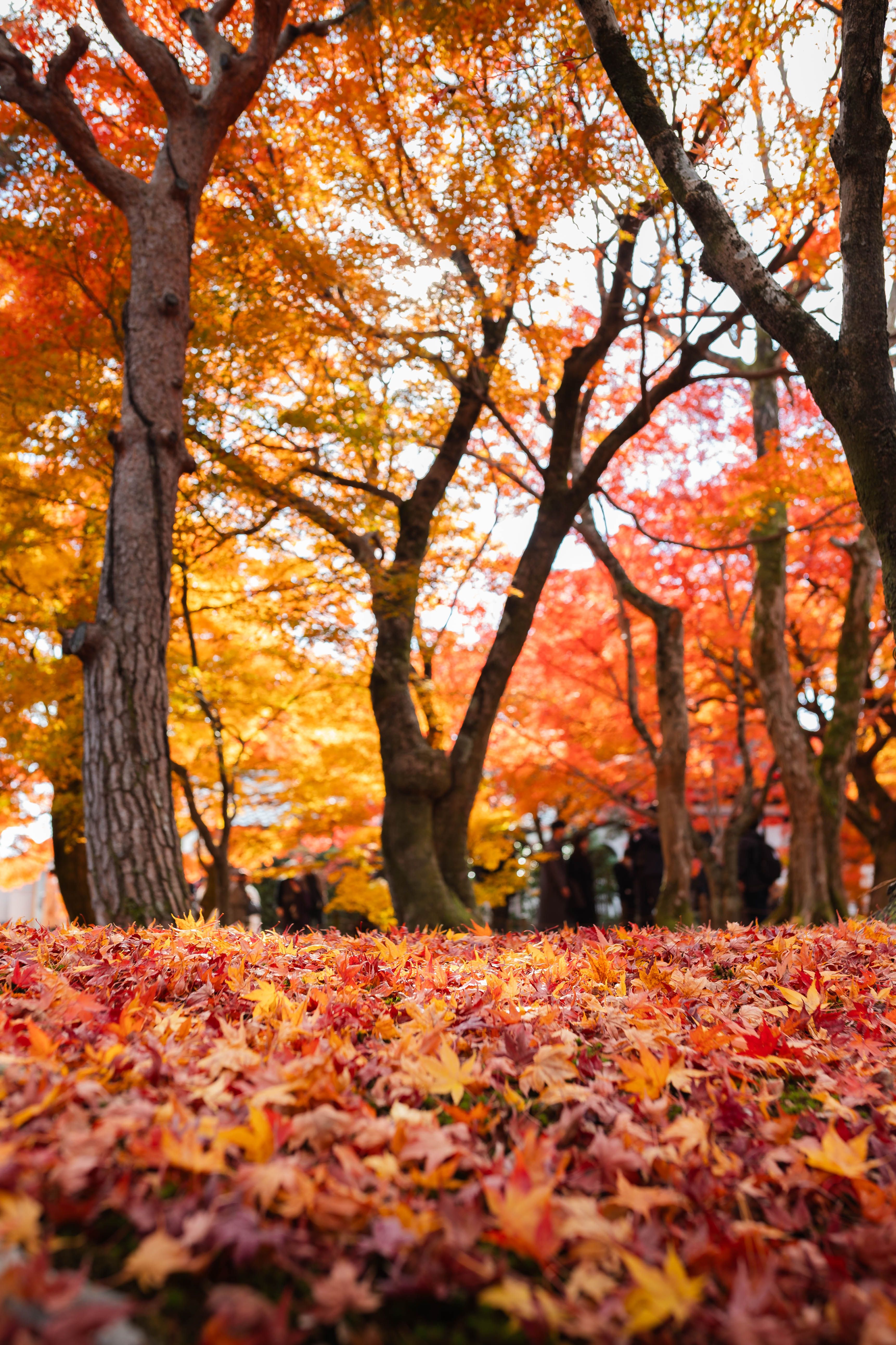 Autumn Trees · Free Stock Photo