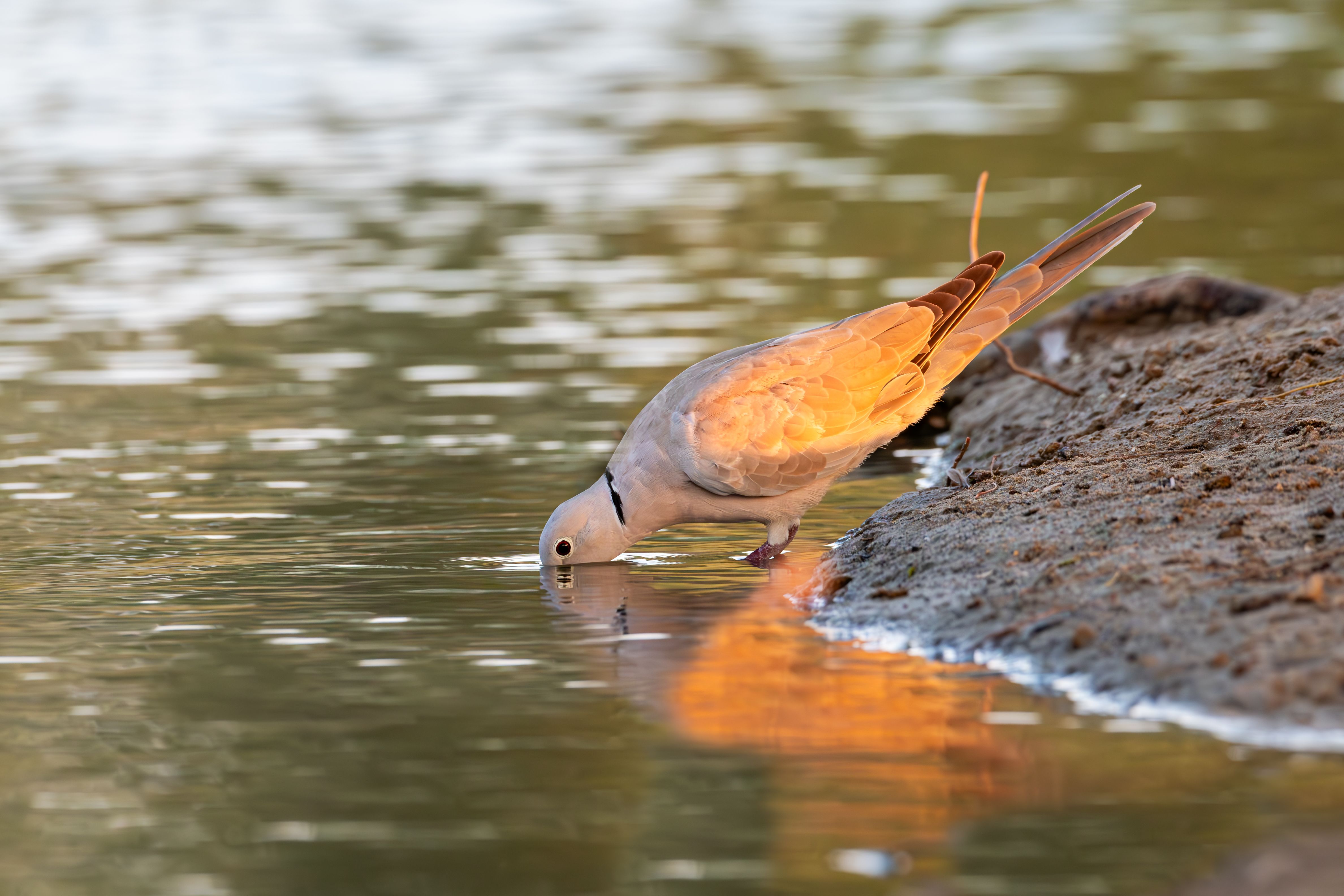 Tórtola Turca Bebiendo Al Borde Del Agua · Foto de stock gratuita