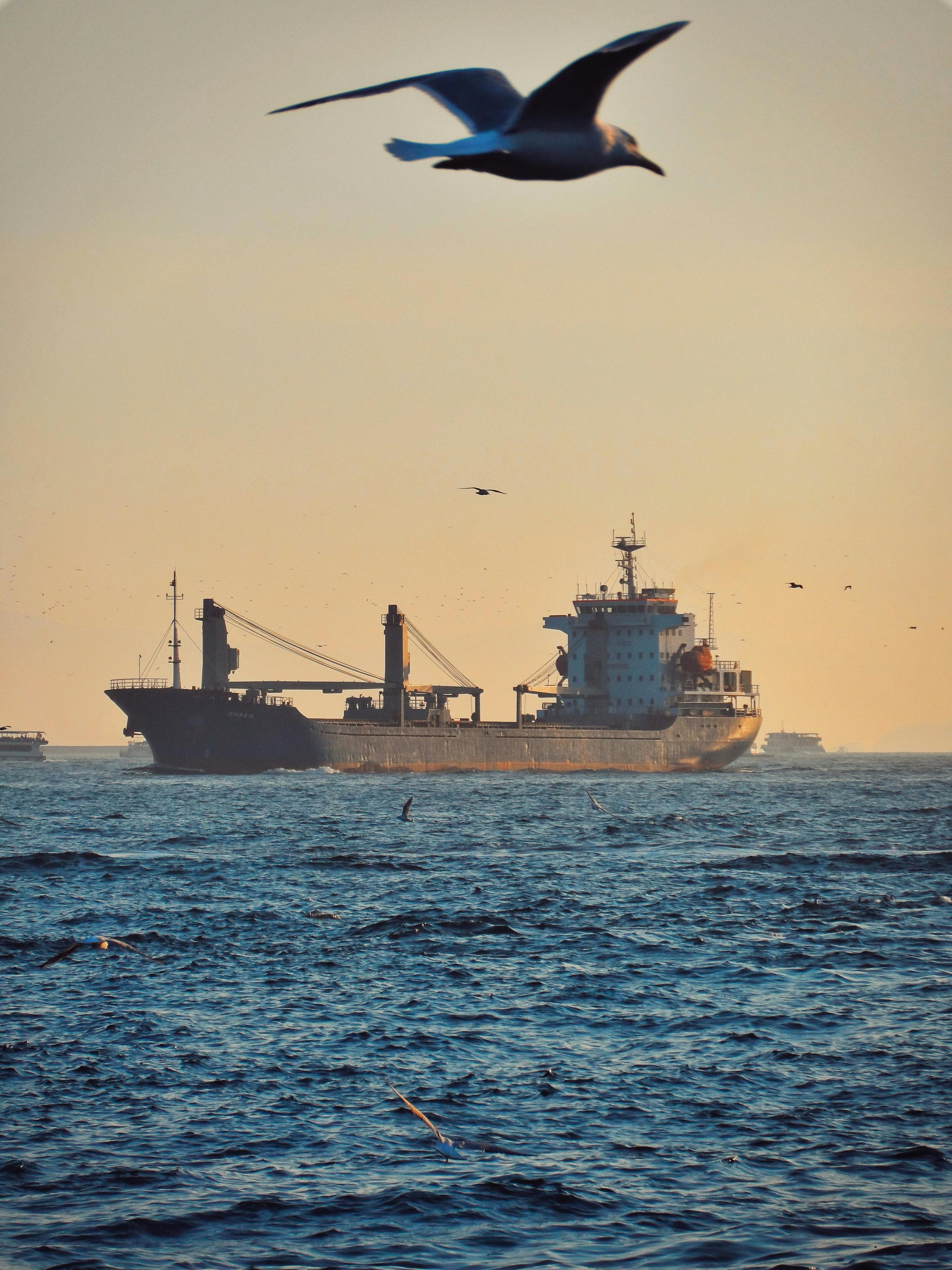 Cargo Ship in the Ocean with Flying Seagull at Sunset · Free Stock Photo