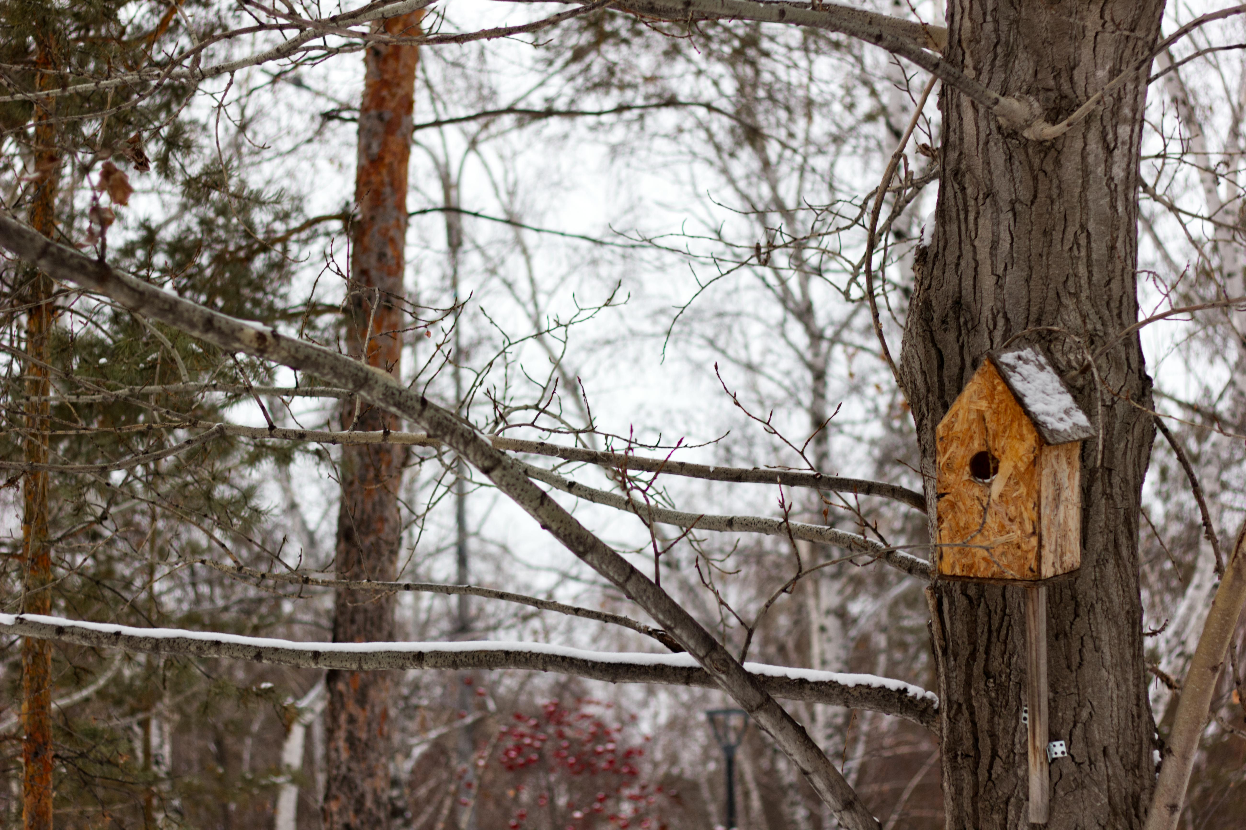 Rustic Birdhouse in Snowy Winter Forest · Free Stock Photo