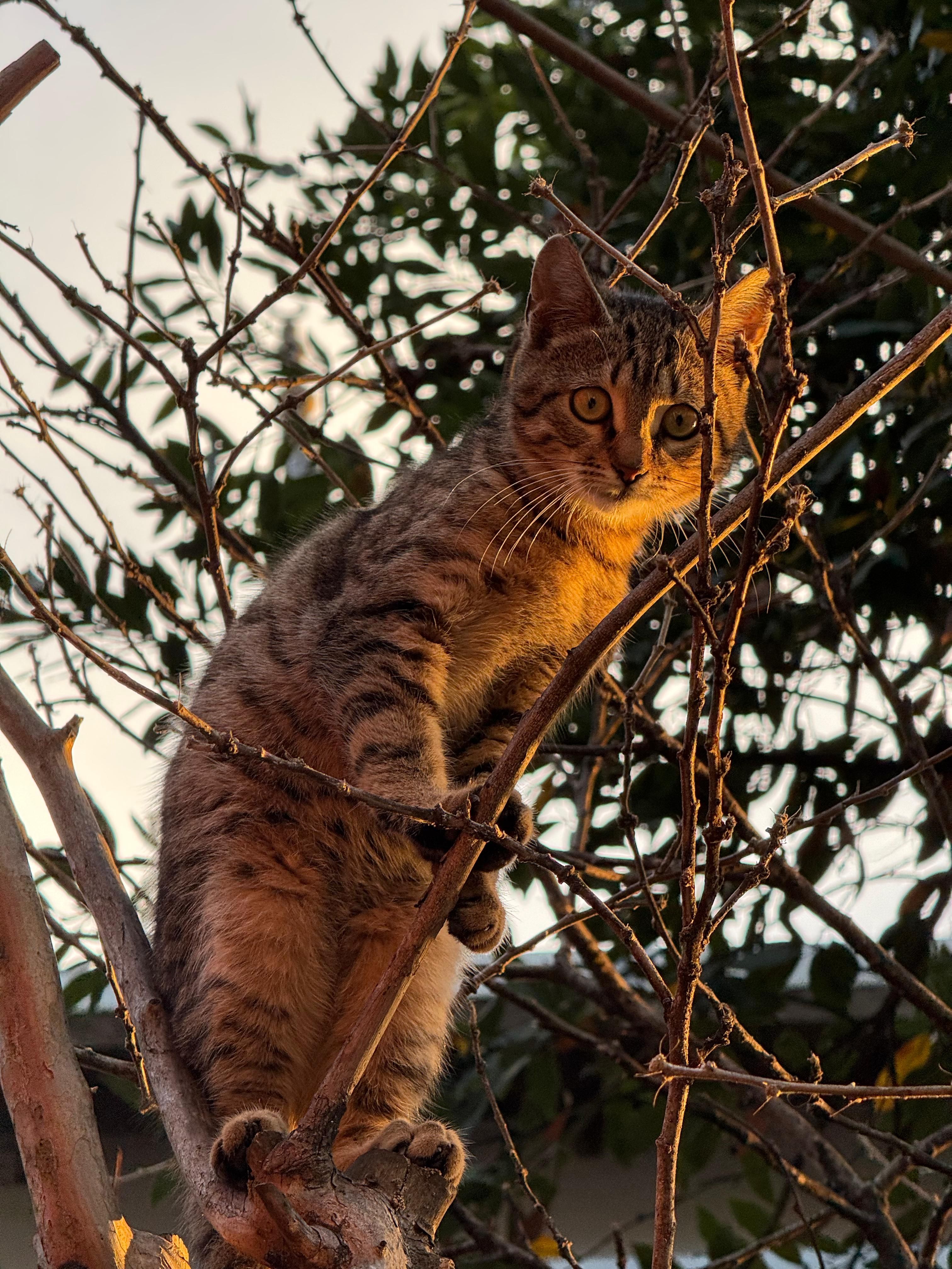 Tabby Cat Perched on Tree Branch at Sunset · Free Stock Photo