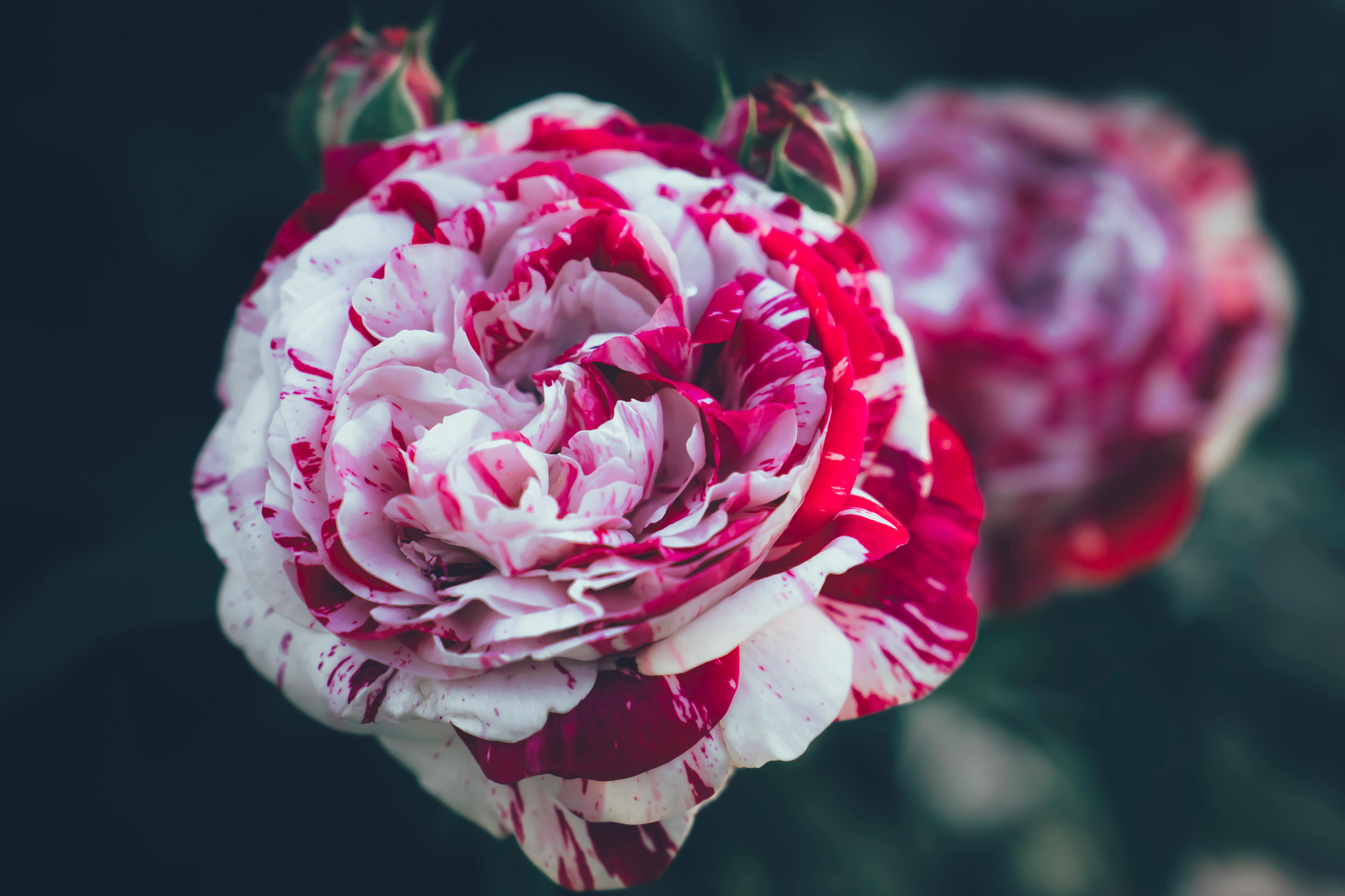 Close-Up of White and Red Variegated Rose · Free Stock Photo