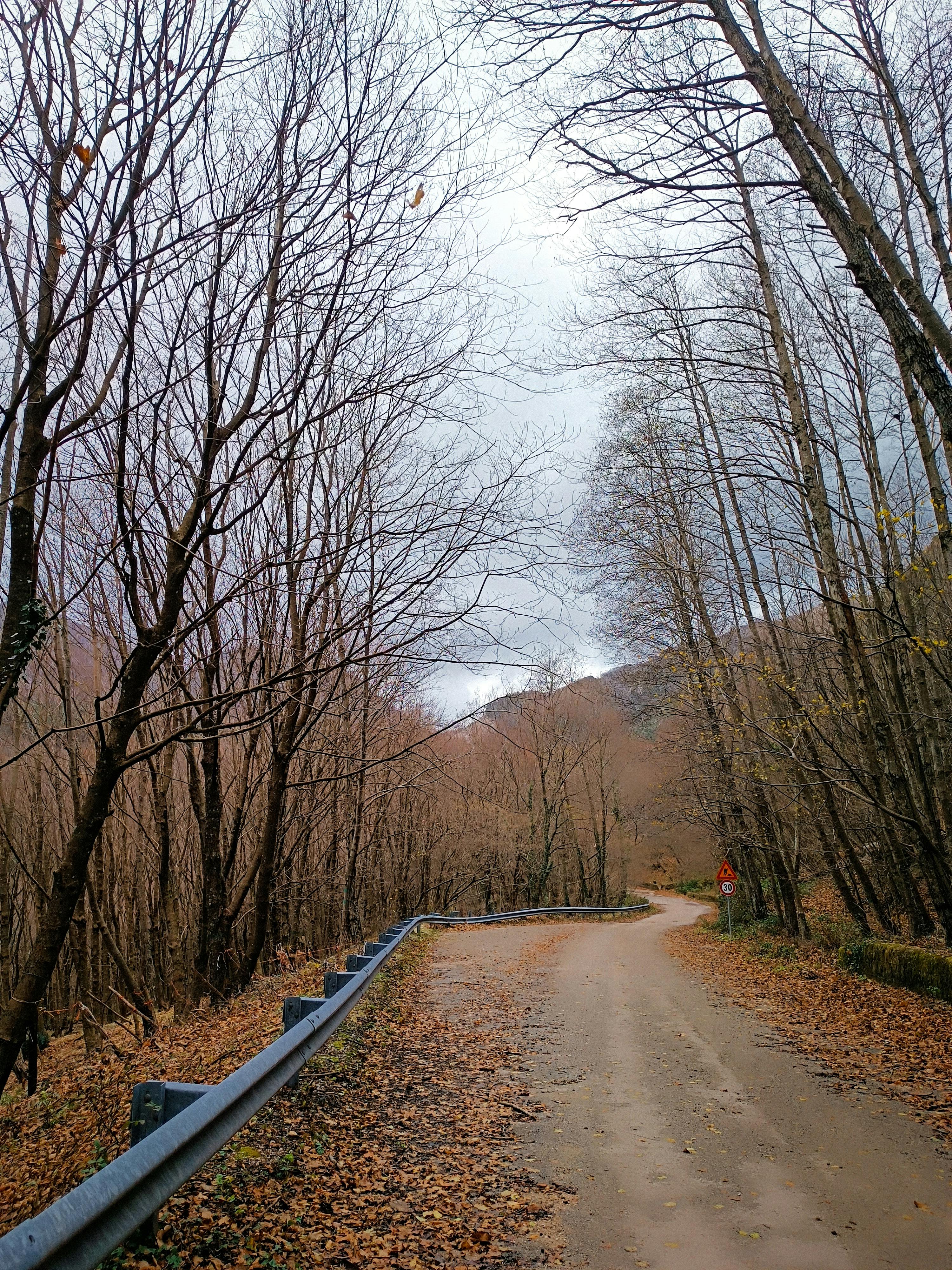 Scenic Forest Path in Autumn Season · Free Stock Photo
