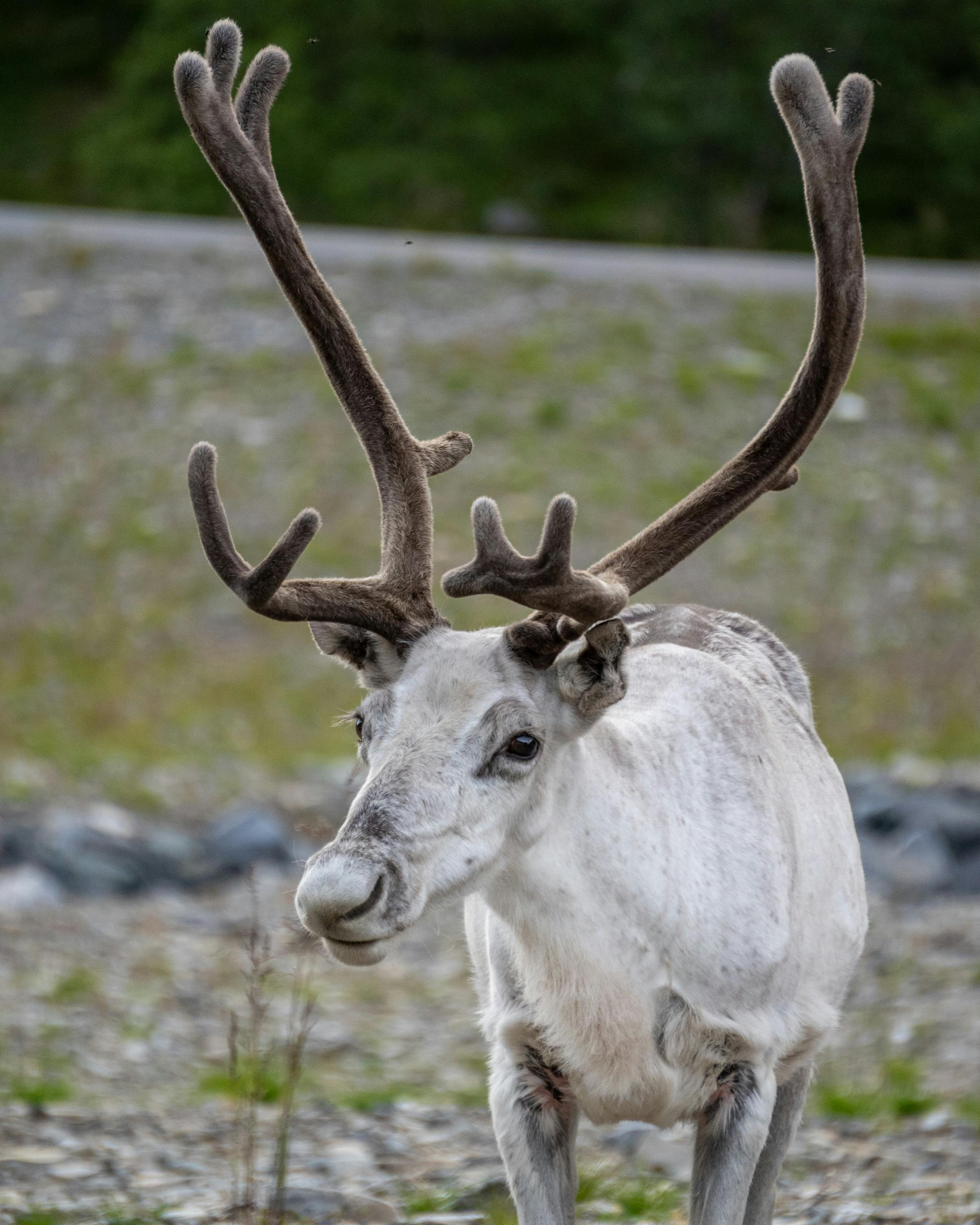 Majestic Reindeer in Natural Habitat · Free Stock Photo