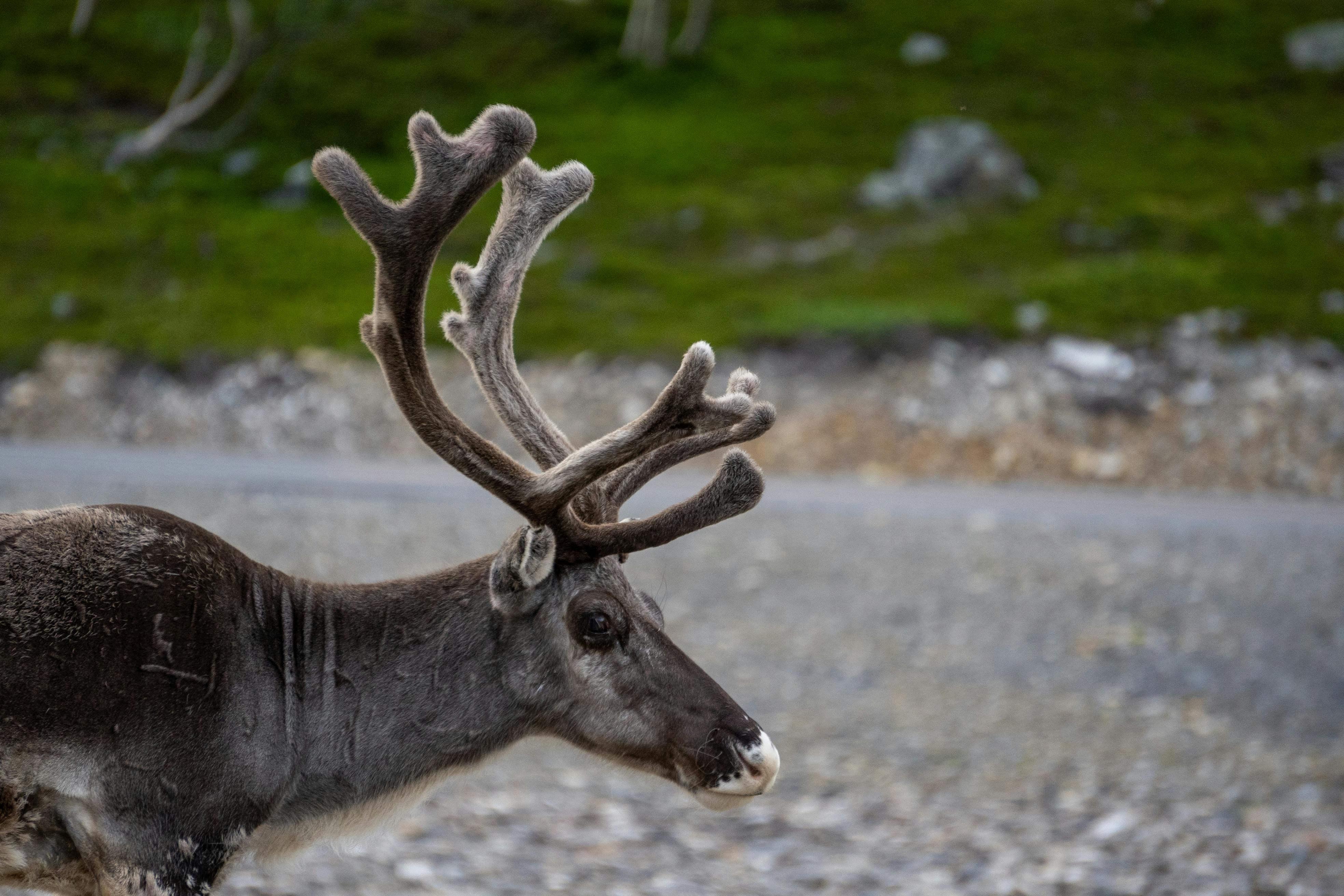 Close-up of a Reindeer in Finnmark, Norway · Free Stock Photo