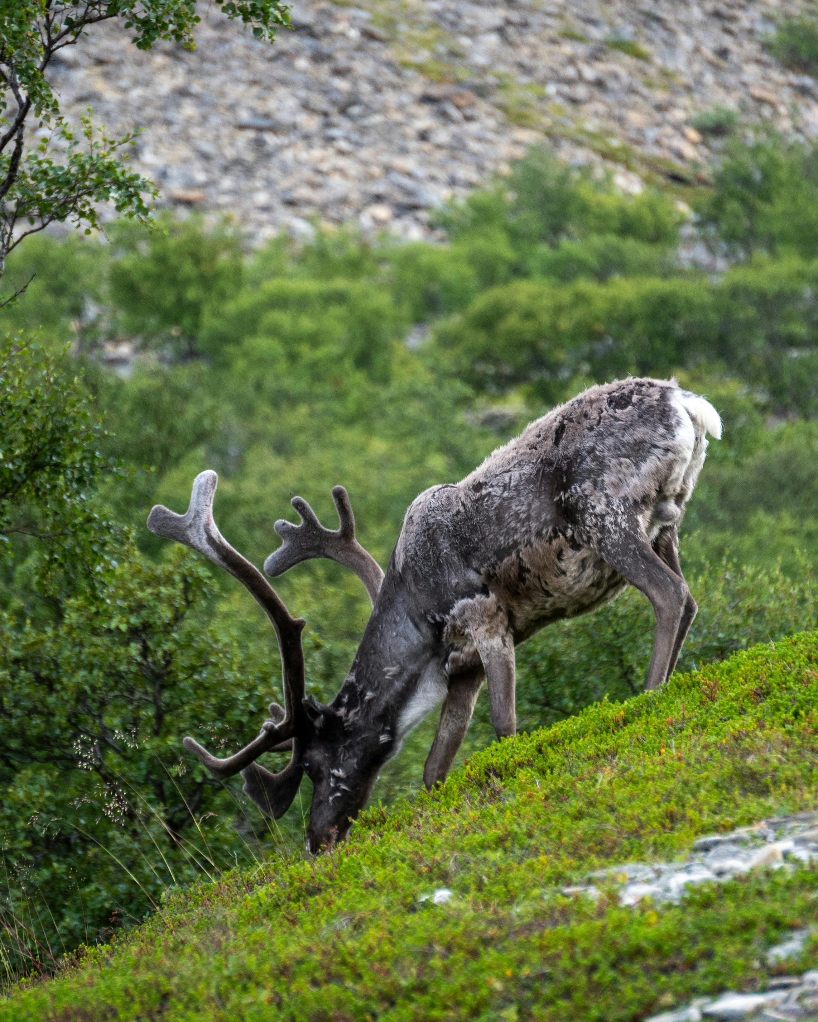 Majestic Reindeer Grazing in Alpine Landscape · Free Stock Photo