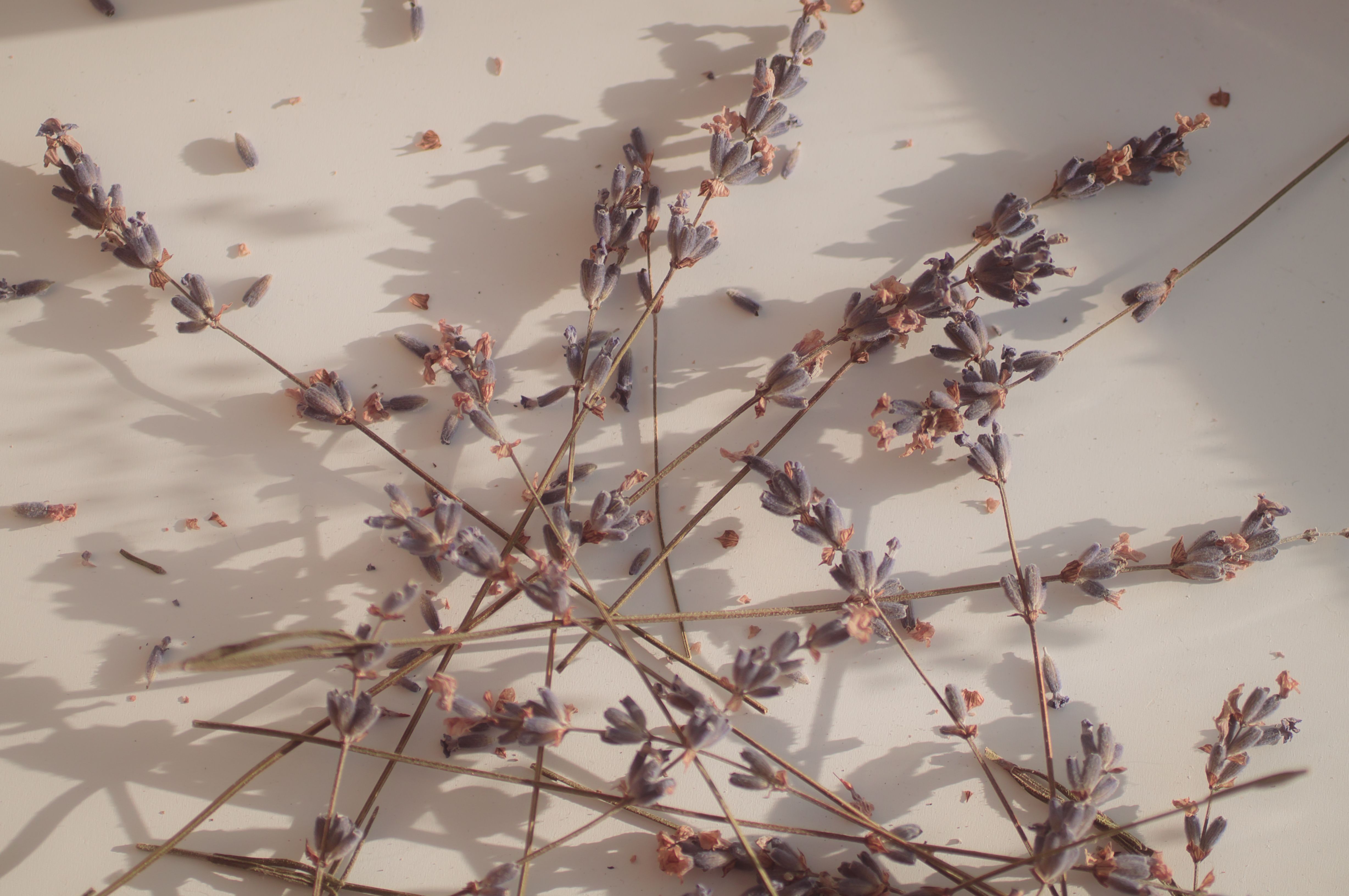 Dried Lavender Sprigs in Soft Sunlight · Free Stock Photo