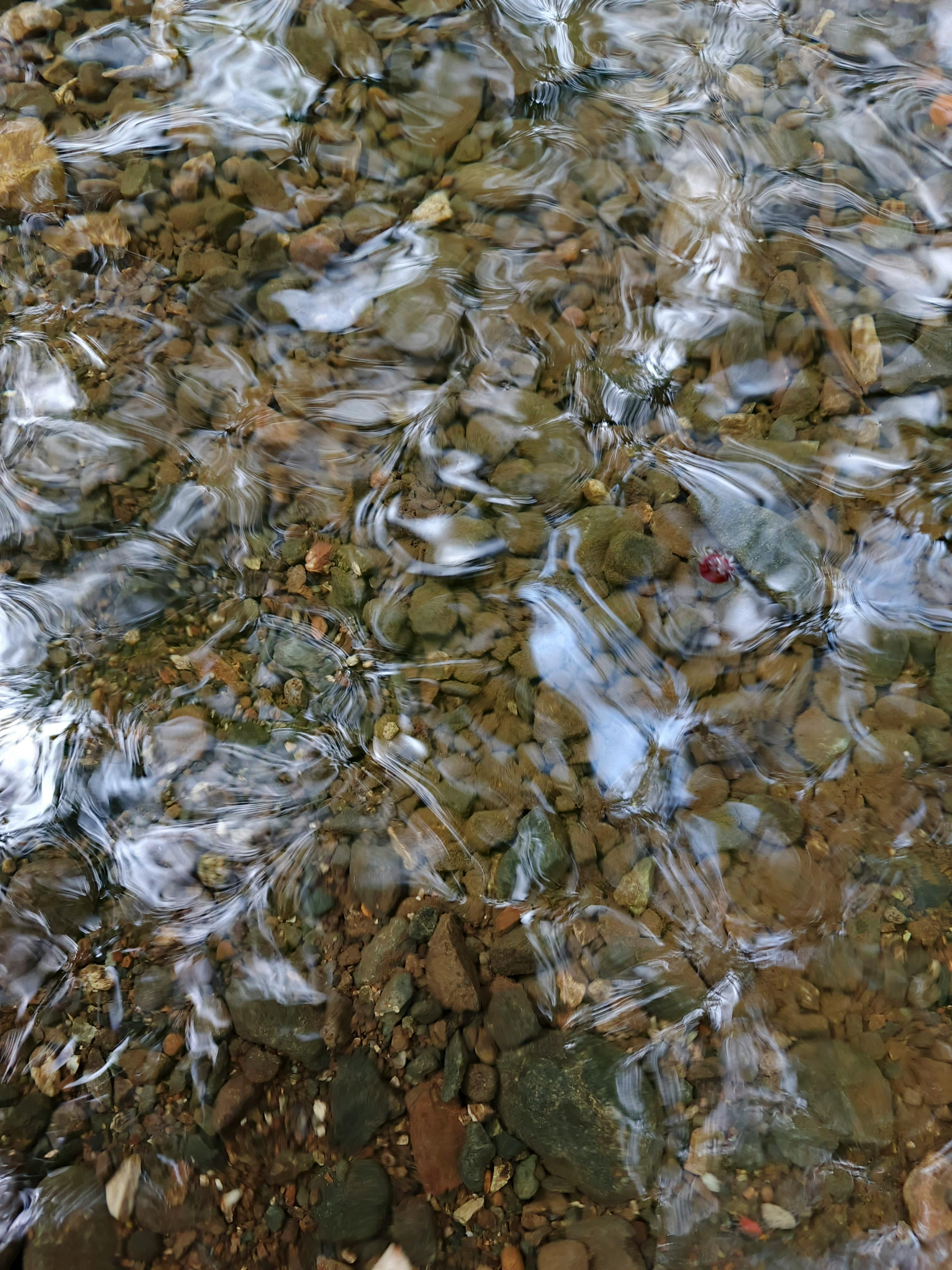 Serene Stream with Flowing Water Over Pebbles · Free Stock Photo