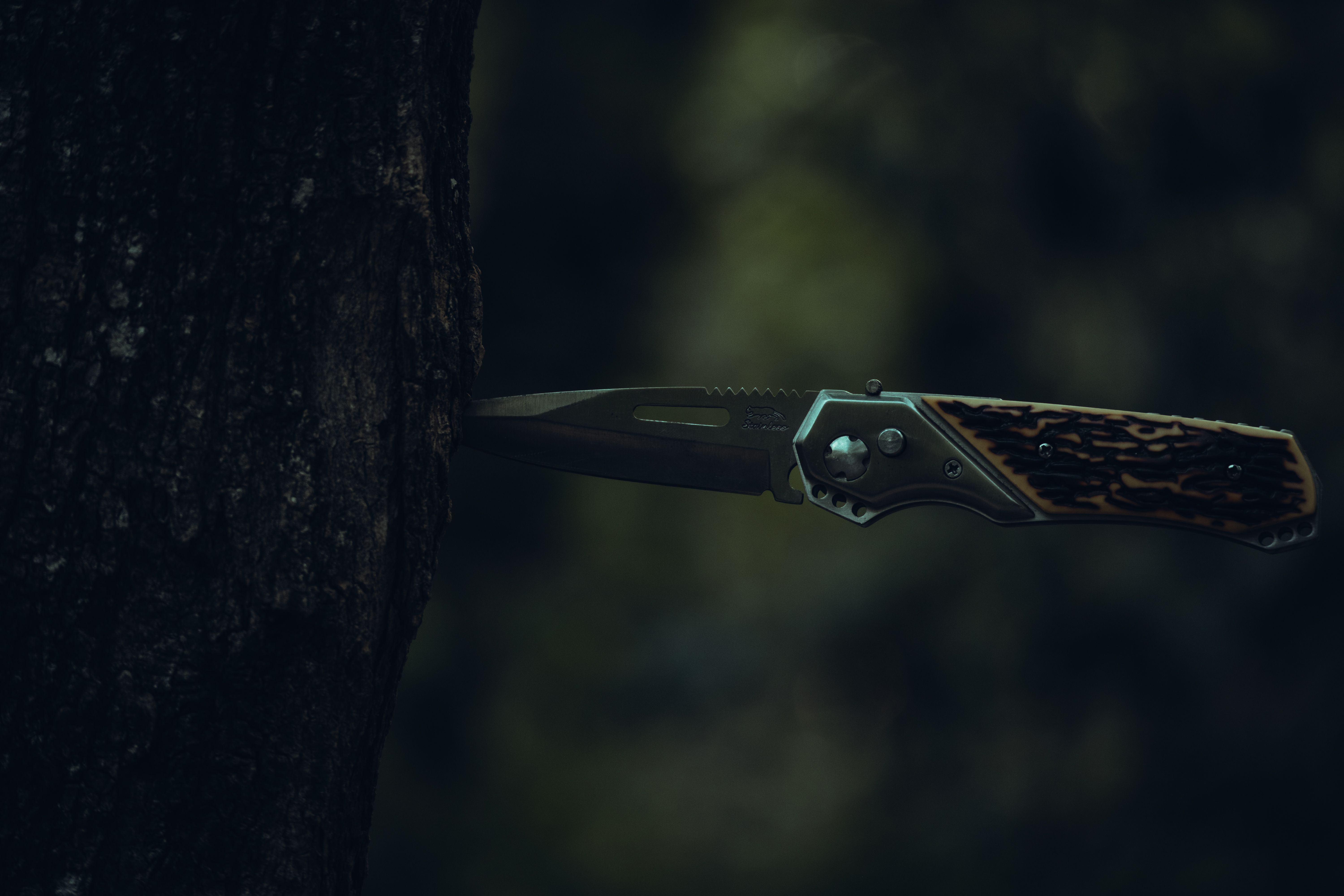 Mysterious Knife Embedded in Tree Trunk · Free Stock Photo