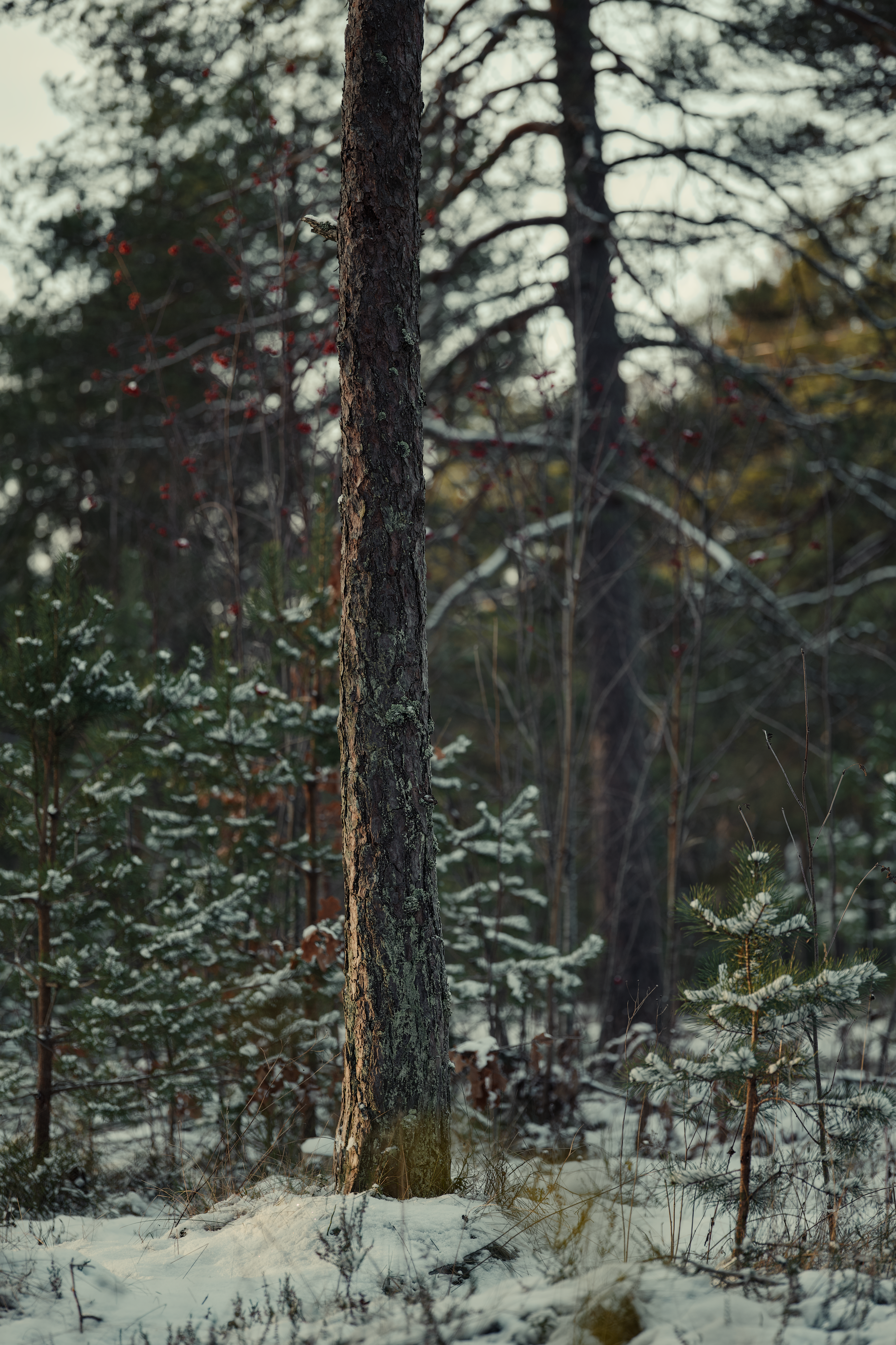 Serene Snow-Covered Evergreen Forest Scene · Free Stock Photo