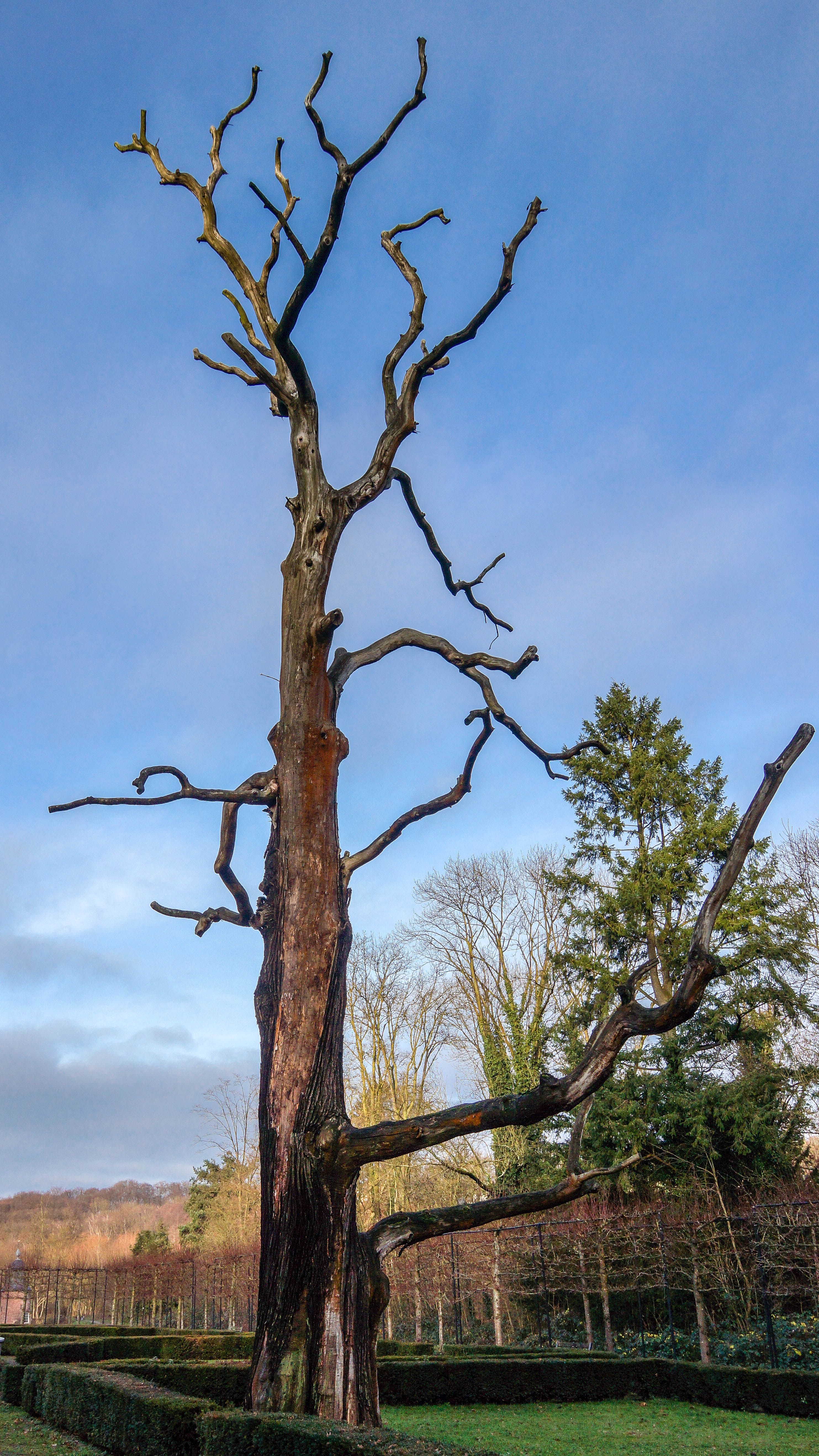 Majestic Dead Tree in Lush Park Landscape · Free Stock Photo
