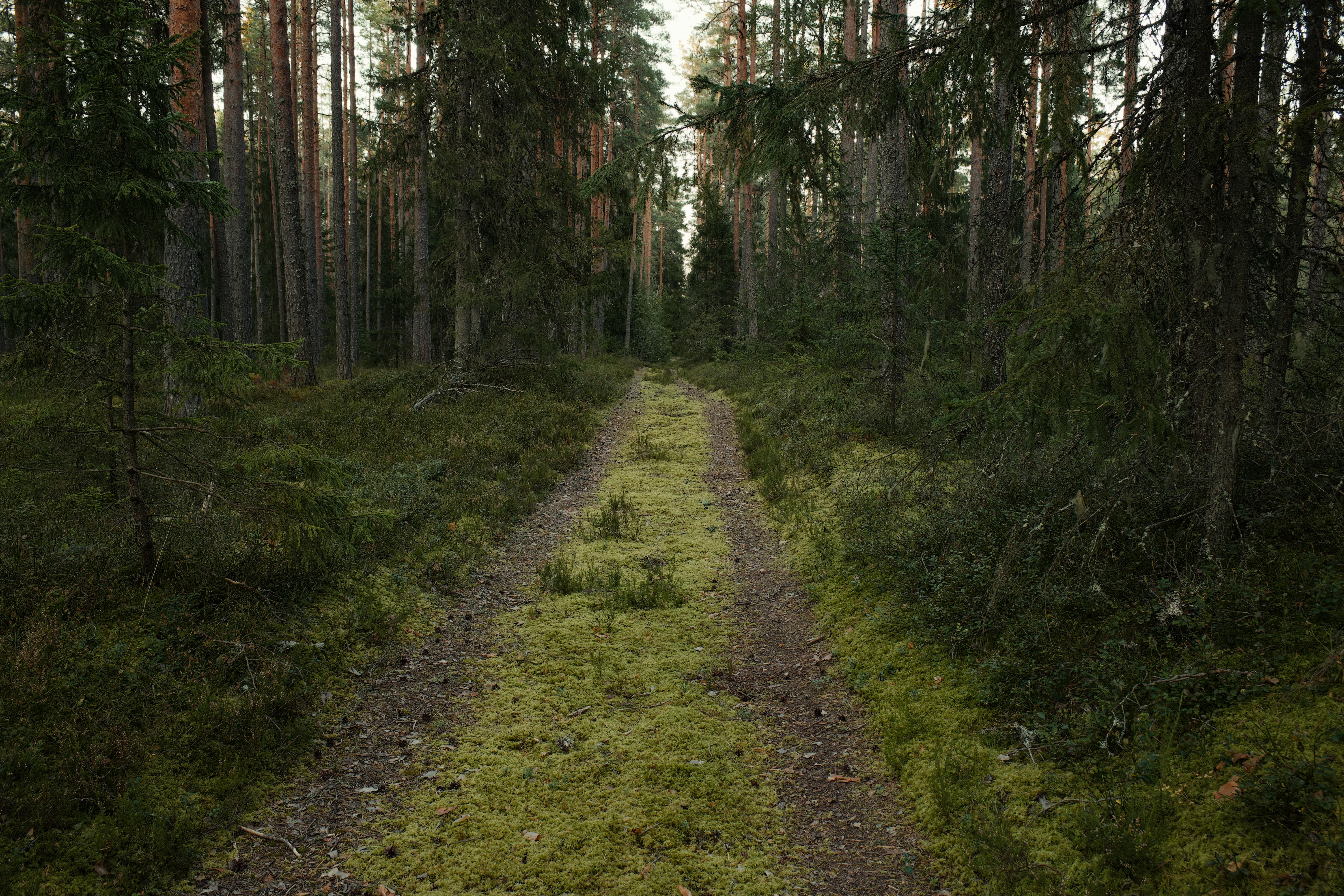 Serene Pathway Through Dense Evergreen Forest · Free Stock Photo