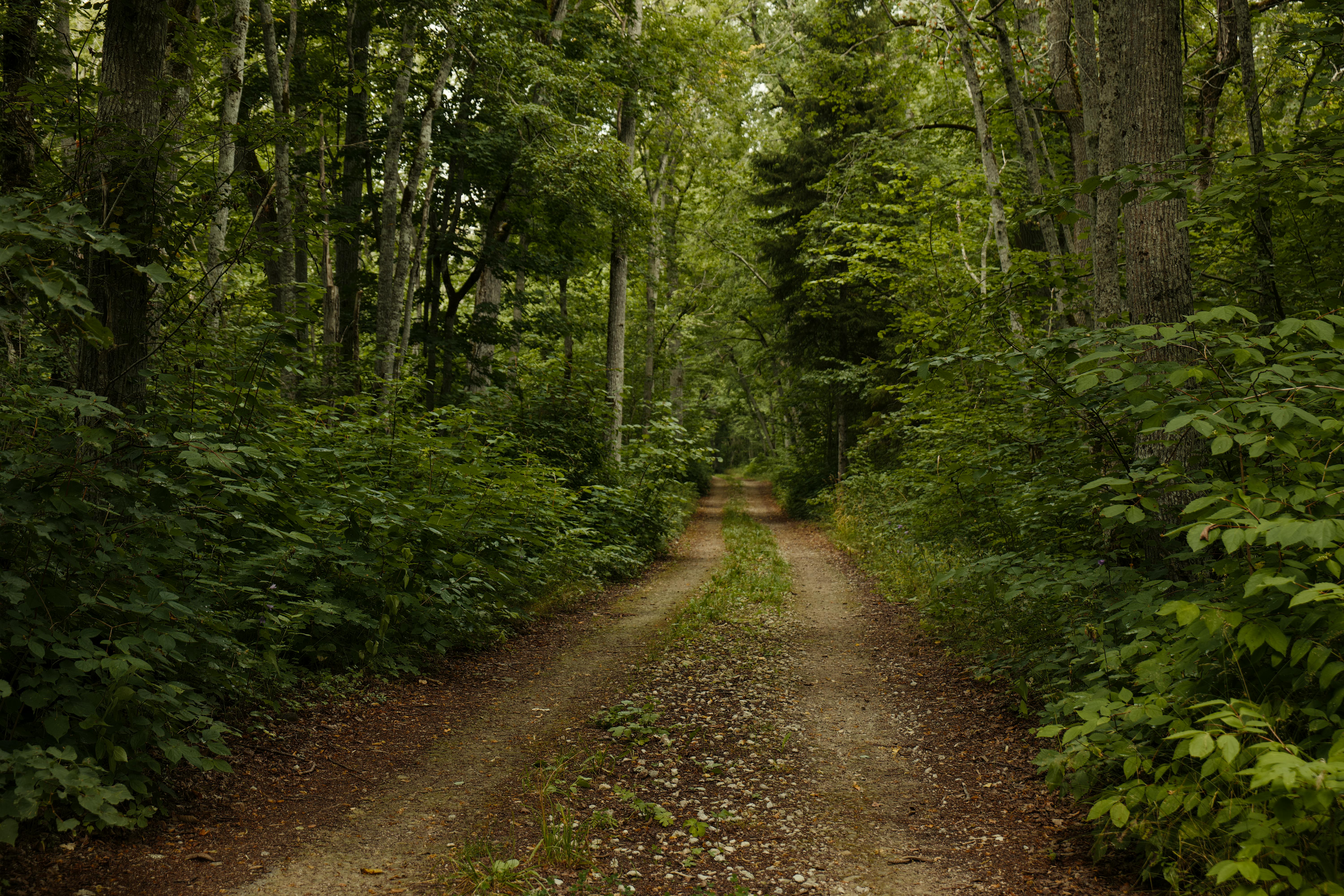 Sendero Forestal Sereno Con Vegetación Exuberante · Foto de stock gratuita